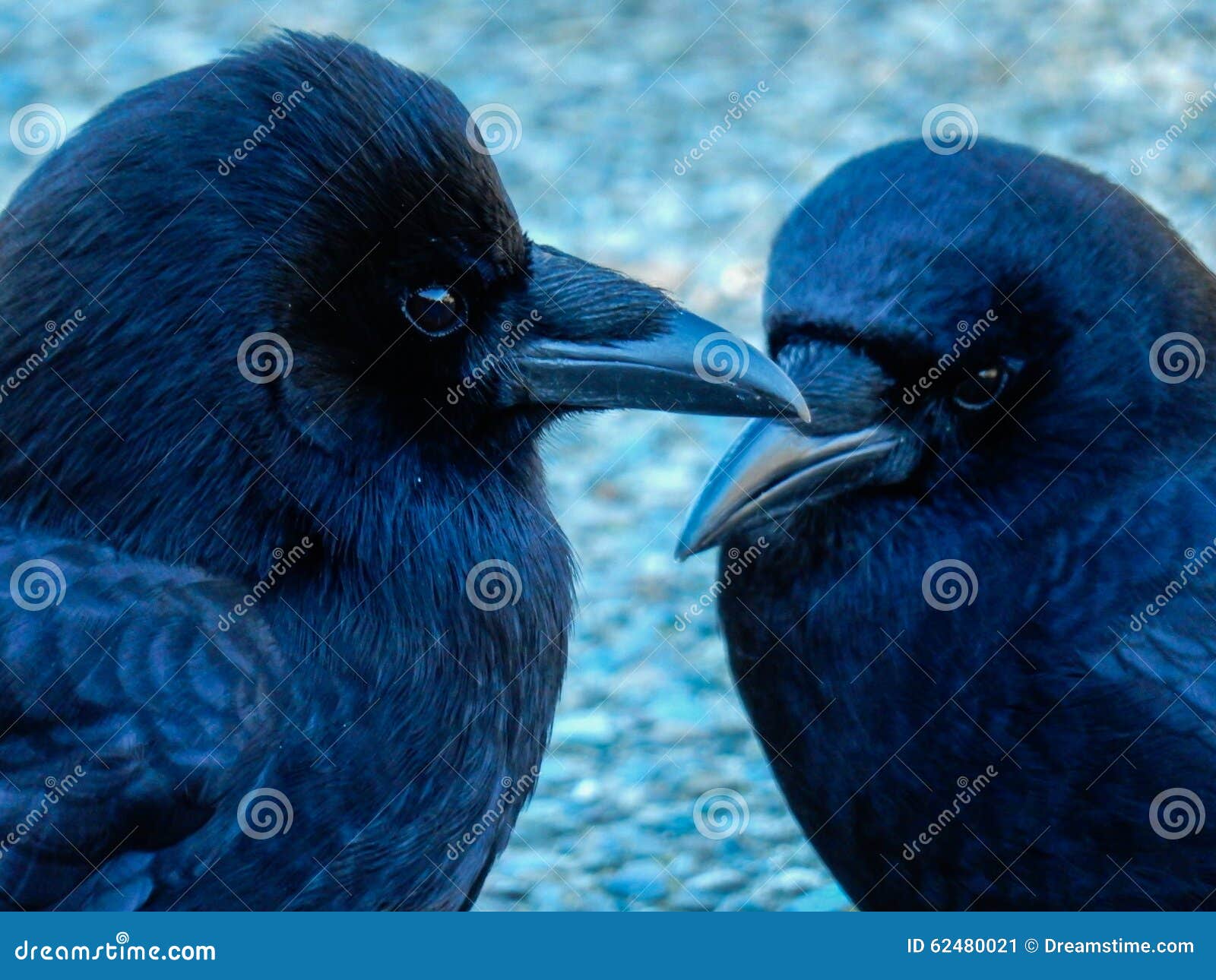 Crow Love Royalty-Free Stock Photography | CartoonDealer.com #62480021