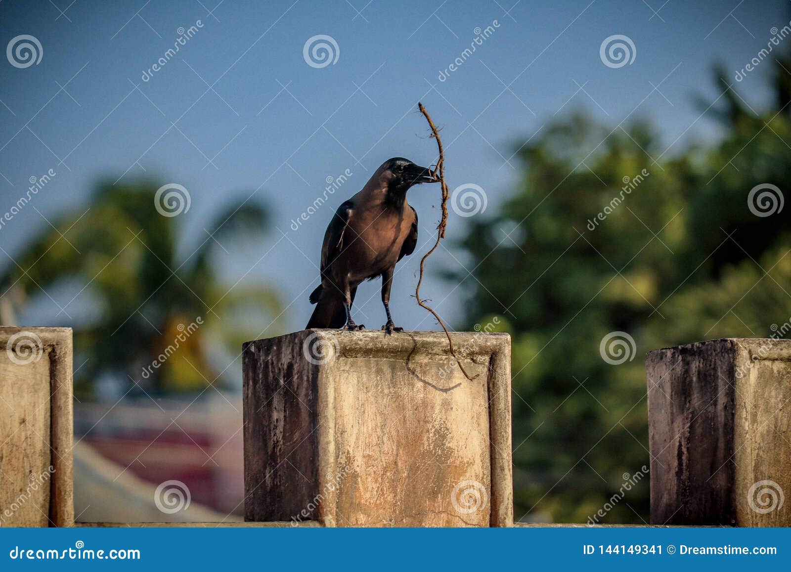 Crow stock image. Image of stick, love, black, crow - 144149341