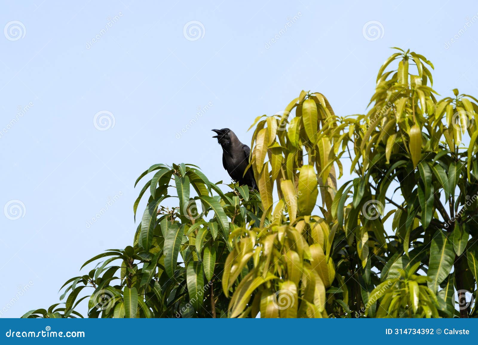 Crow Cawing on Top of a Mango Tree Branch on a Sunny Day Stock Photo ...
