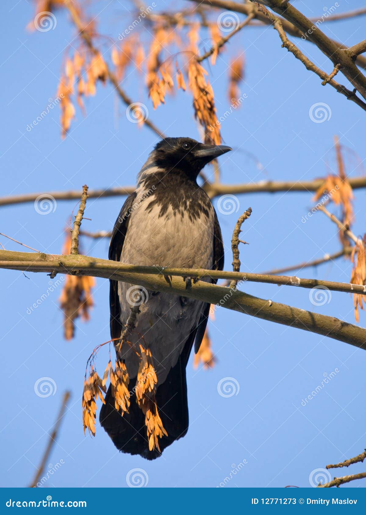 Crow on a maple branch stock image. Image of beak, animals - 12771273