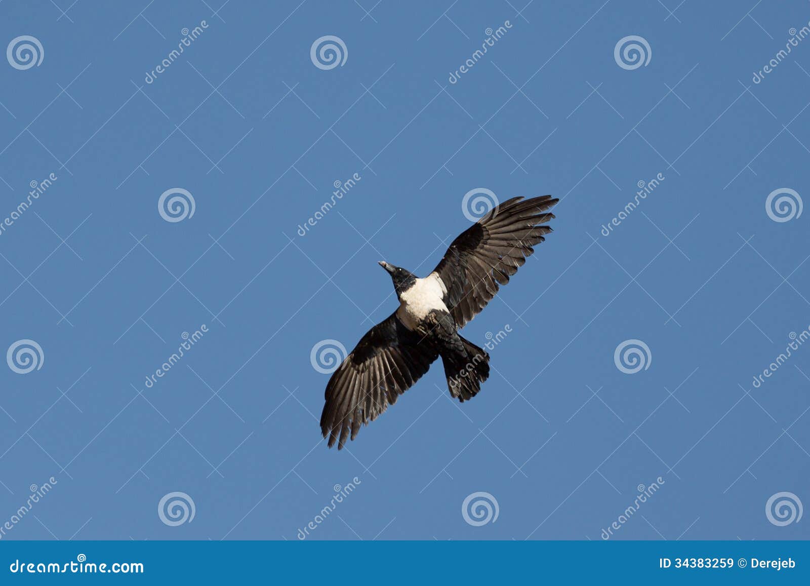 Crow in mid flight stock image. Image of animal, beaks - 34383259