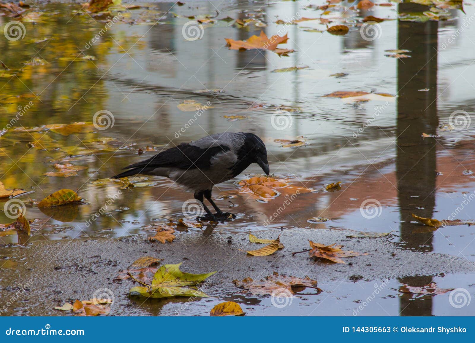 Crow in the Middle of the Puddle in the Street in the Fall Stock Image ...