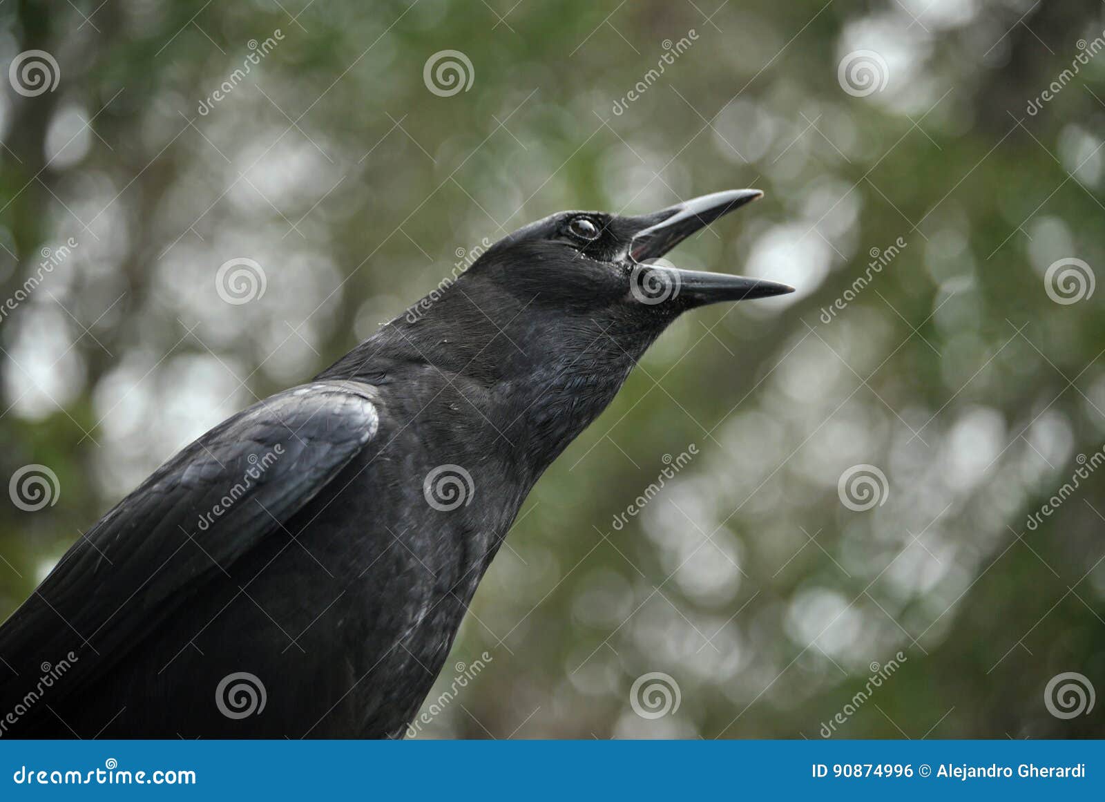 Crow mob stock photo. Image of crow, eyed, park, bird - 90874996