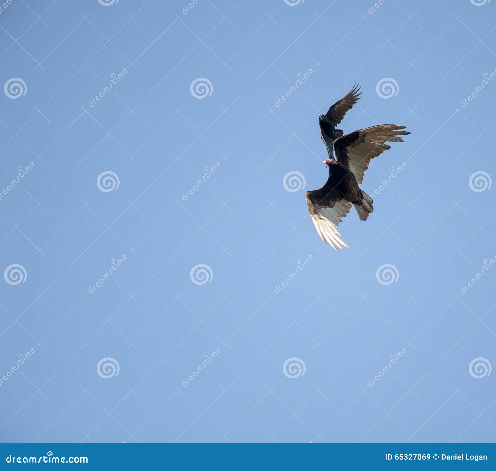 Crow mobbing vulture stock image. Image of american, egypt - 65327069
