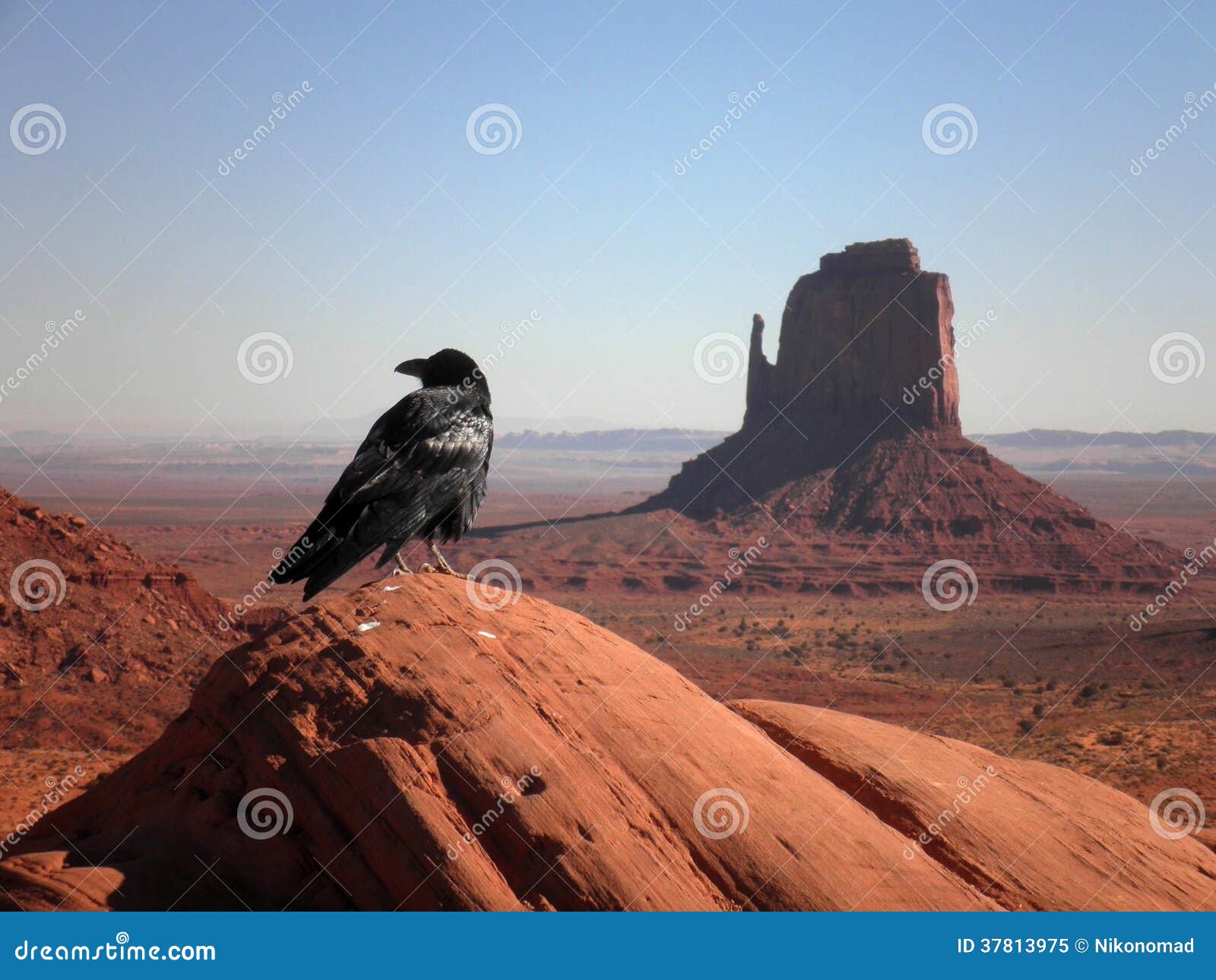 Crow in Monument Valley stock image. Image of view, arizona - 37813975