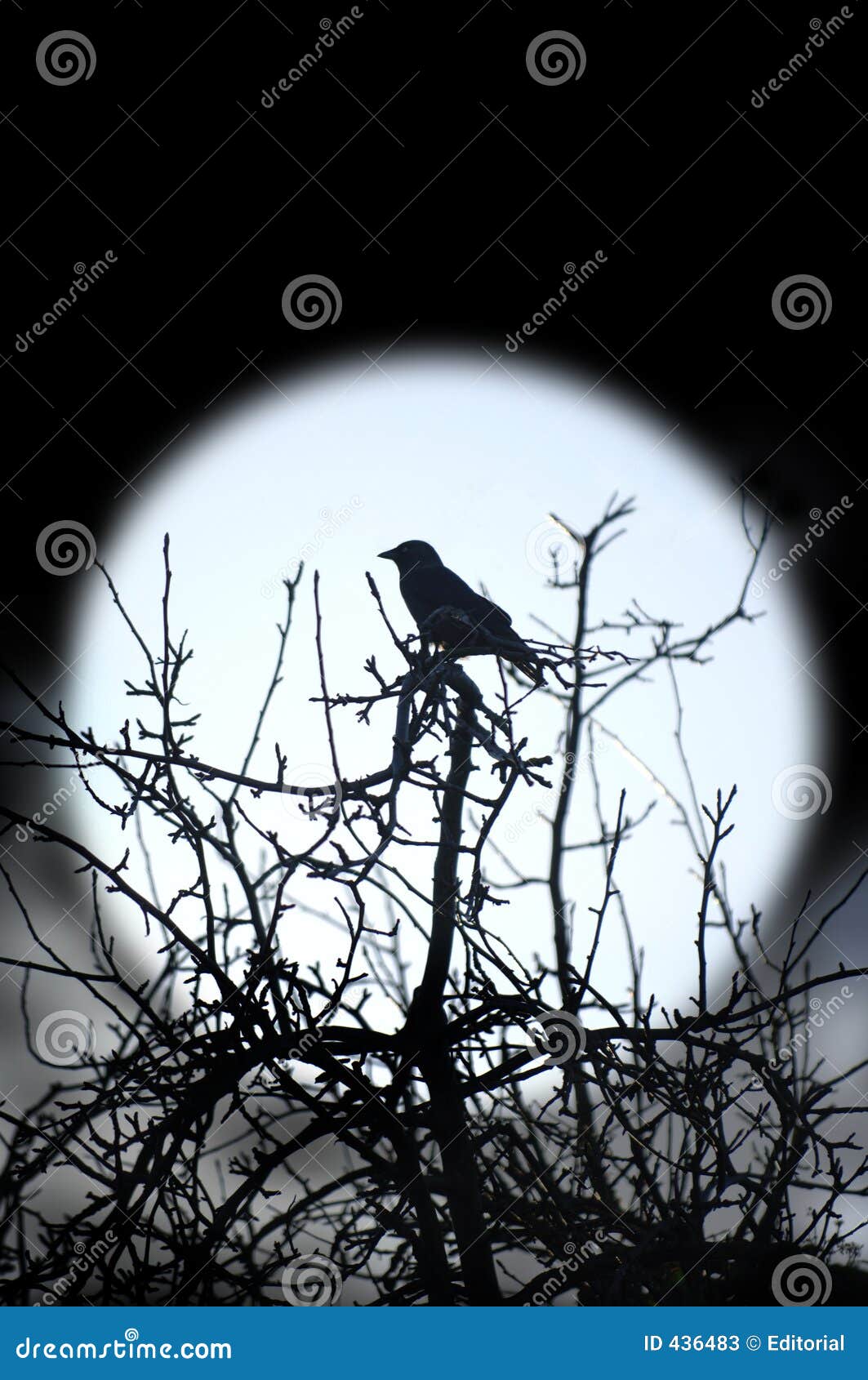 Crow and moon stock image. Image of bird, dreary, night - 436483