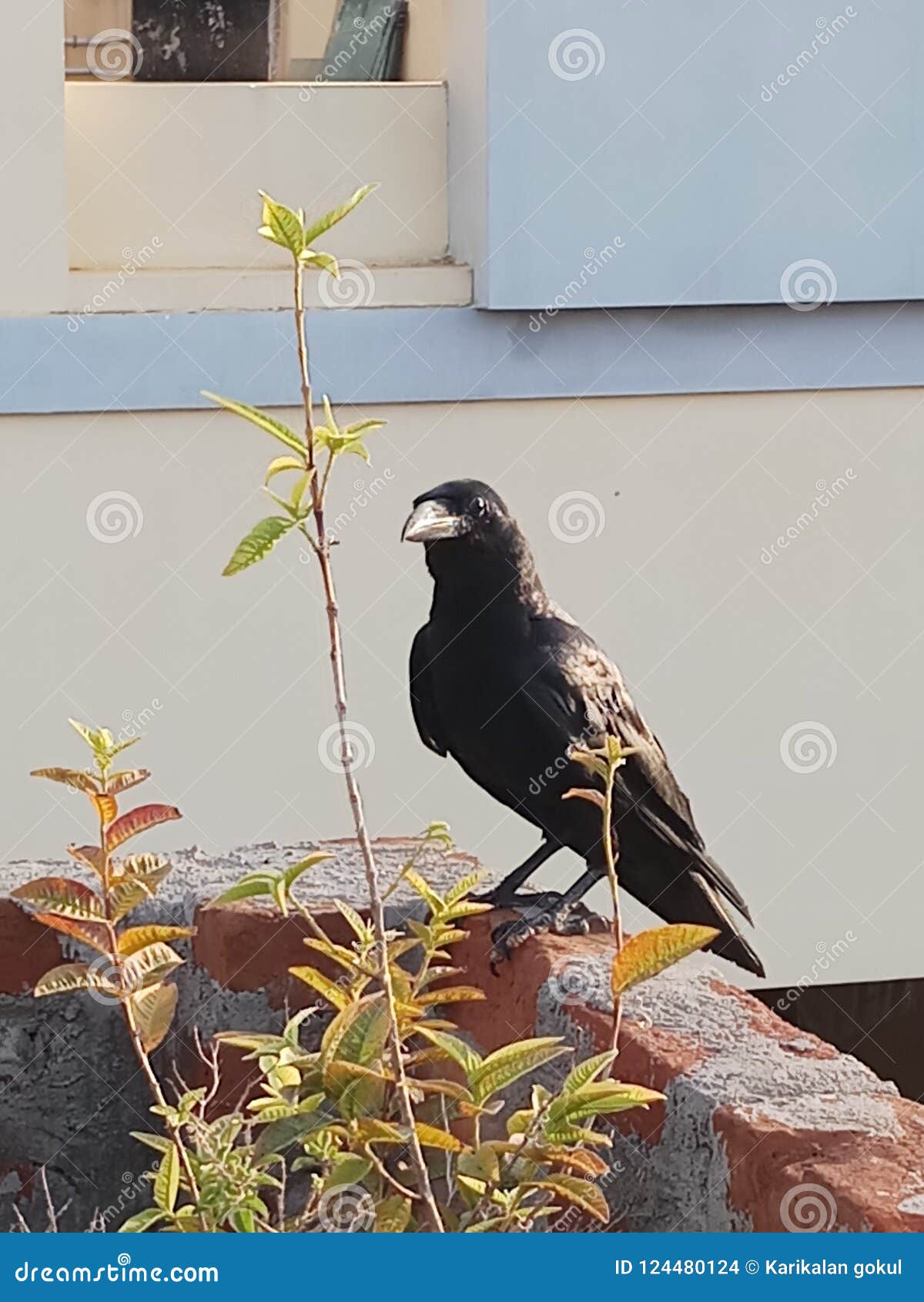 Crow stock photo. Image of morning, crow, naturally - 124480124