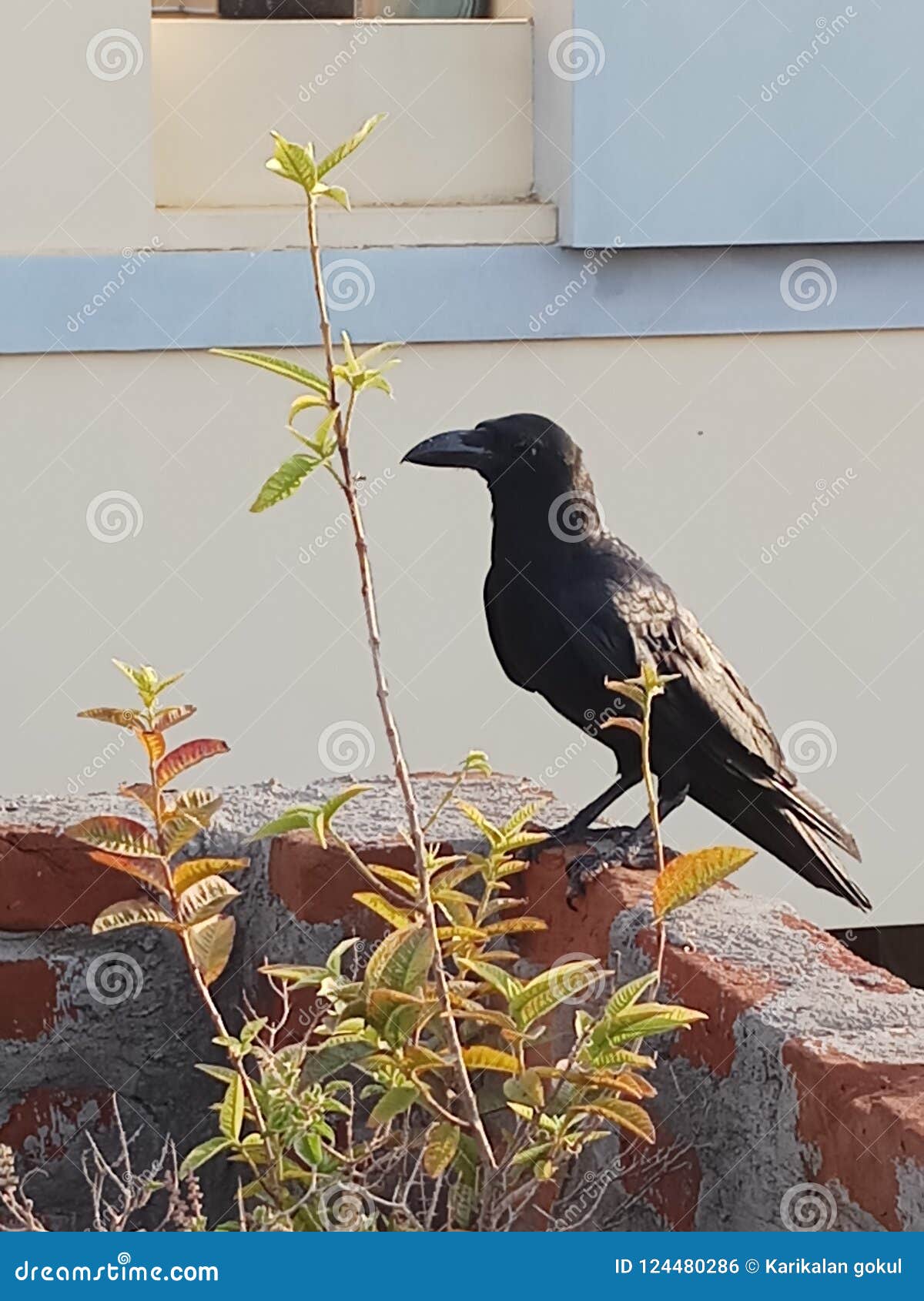 Crow stock photo. Image of light, morning, naturally - 124480286