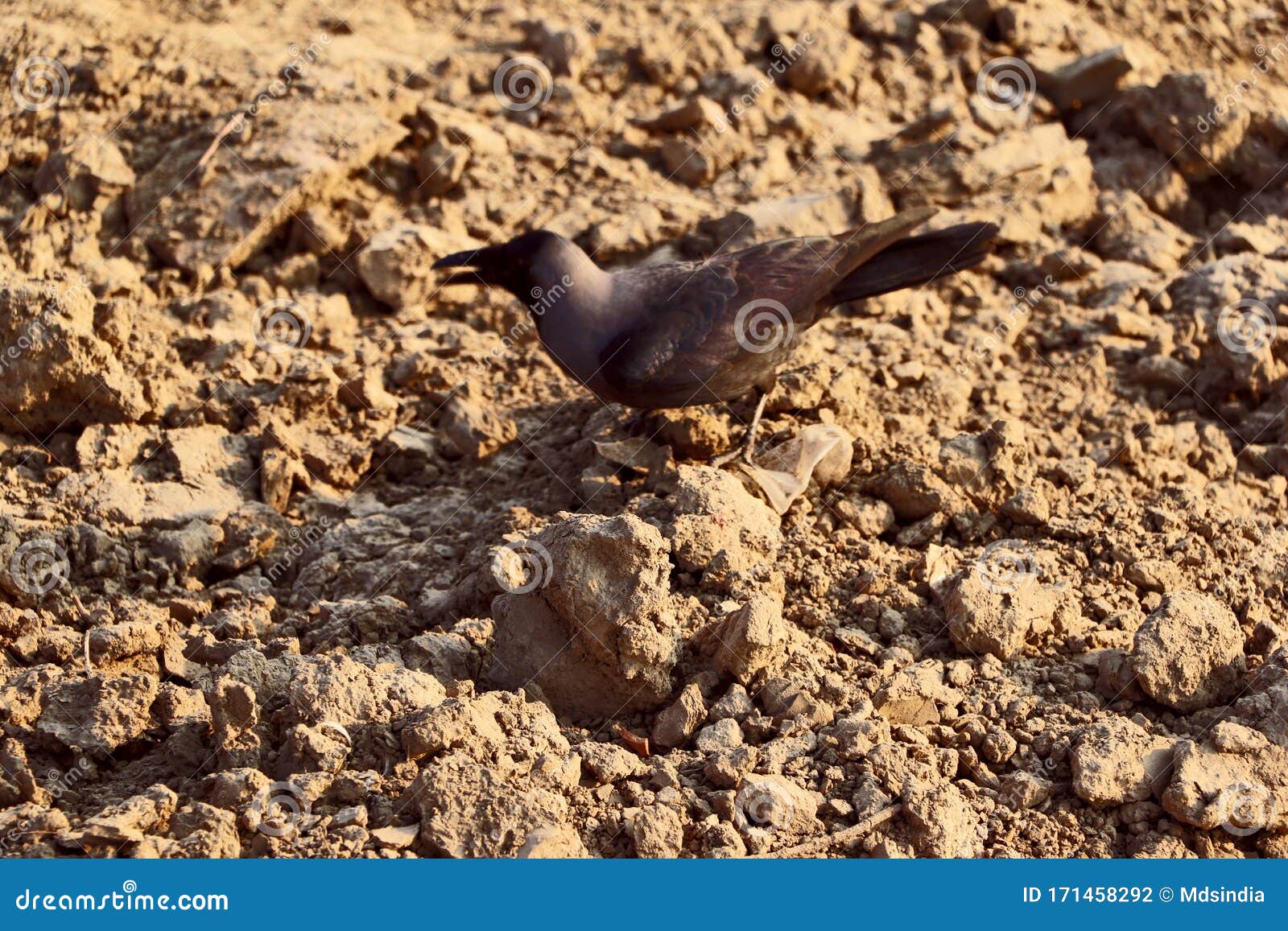 Crow in mud stock photo. Image of rust, abandoned, rubbish - 171458292