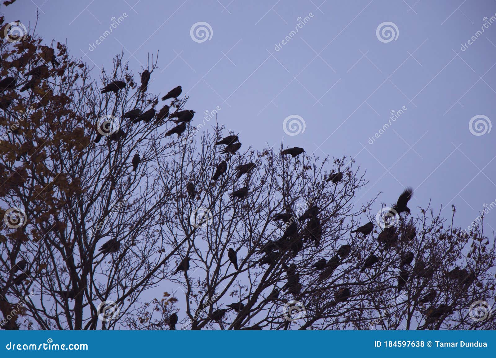 Crow in the wild nature stock photo. Image of birds - 184597638