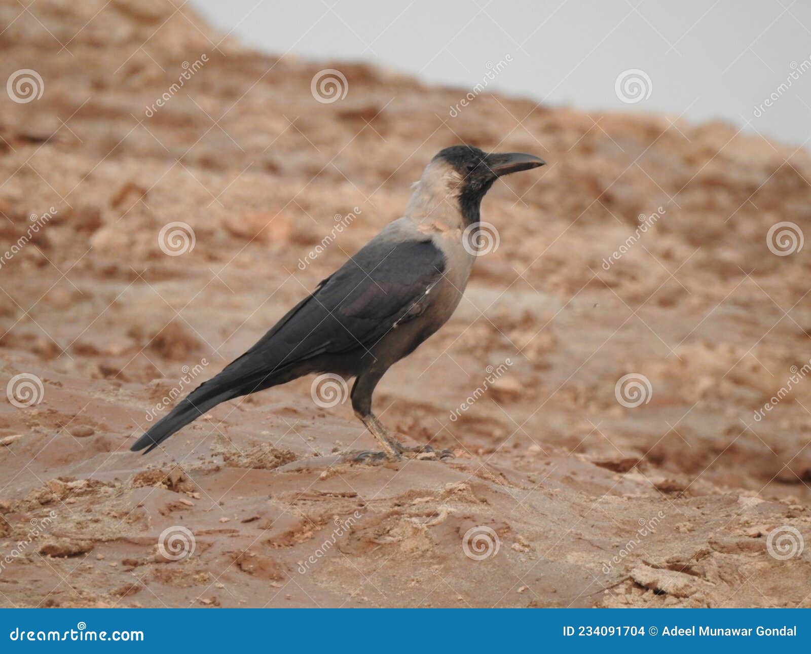 Crow Near River Chenab Punjab Pakistan Stock Photo - Image of wild ...
