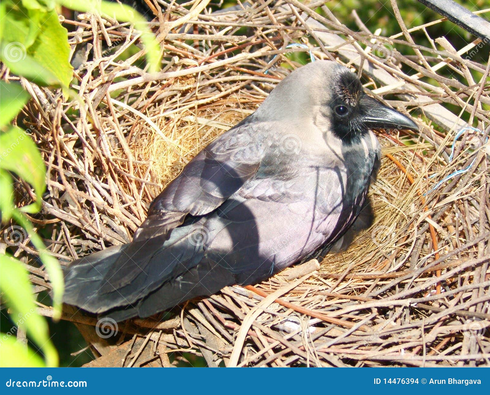 Crow in nest stock photo. Image of domestic, straw, bird - 14476394