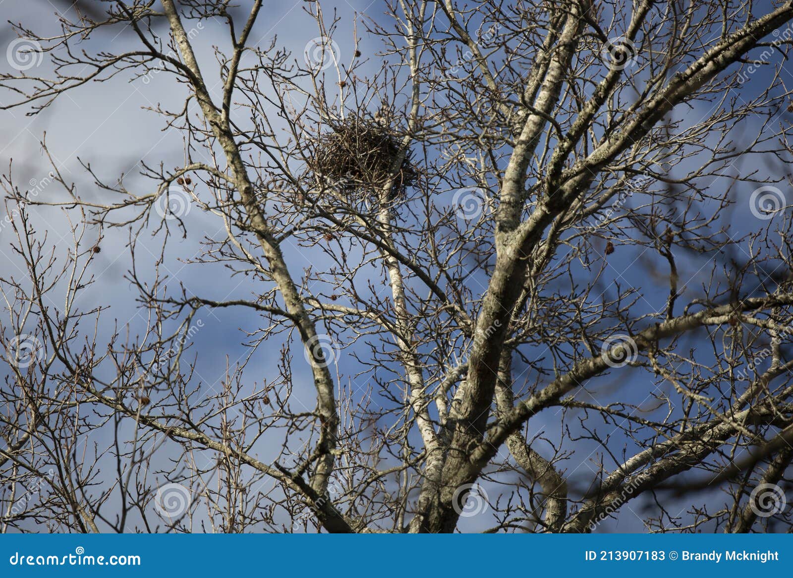 American Crow Nest stock image. Image of animal, future - 213907183