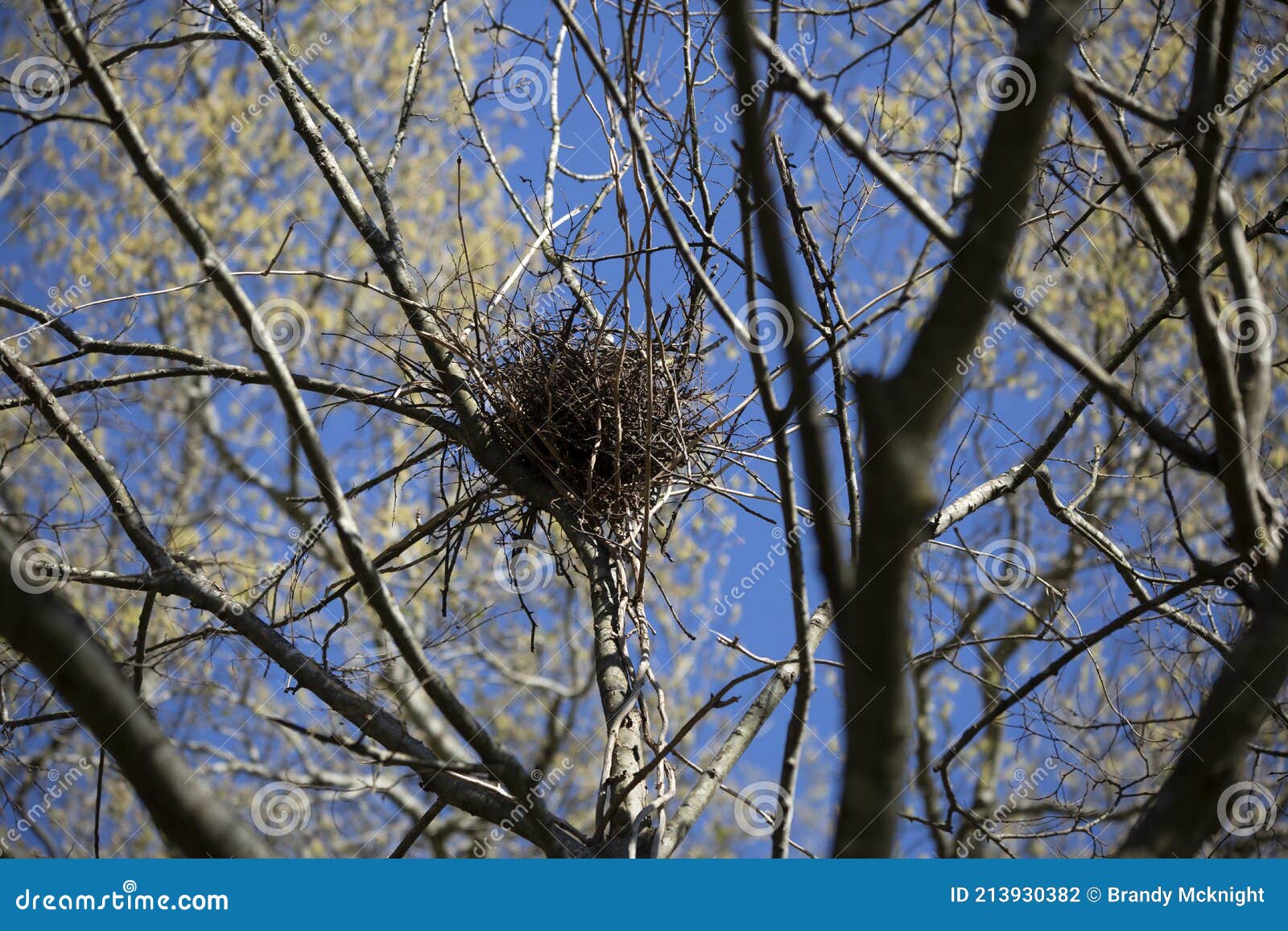Crow Nest in a Tree stock photo. Image of high, bare - 213930382