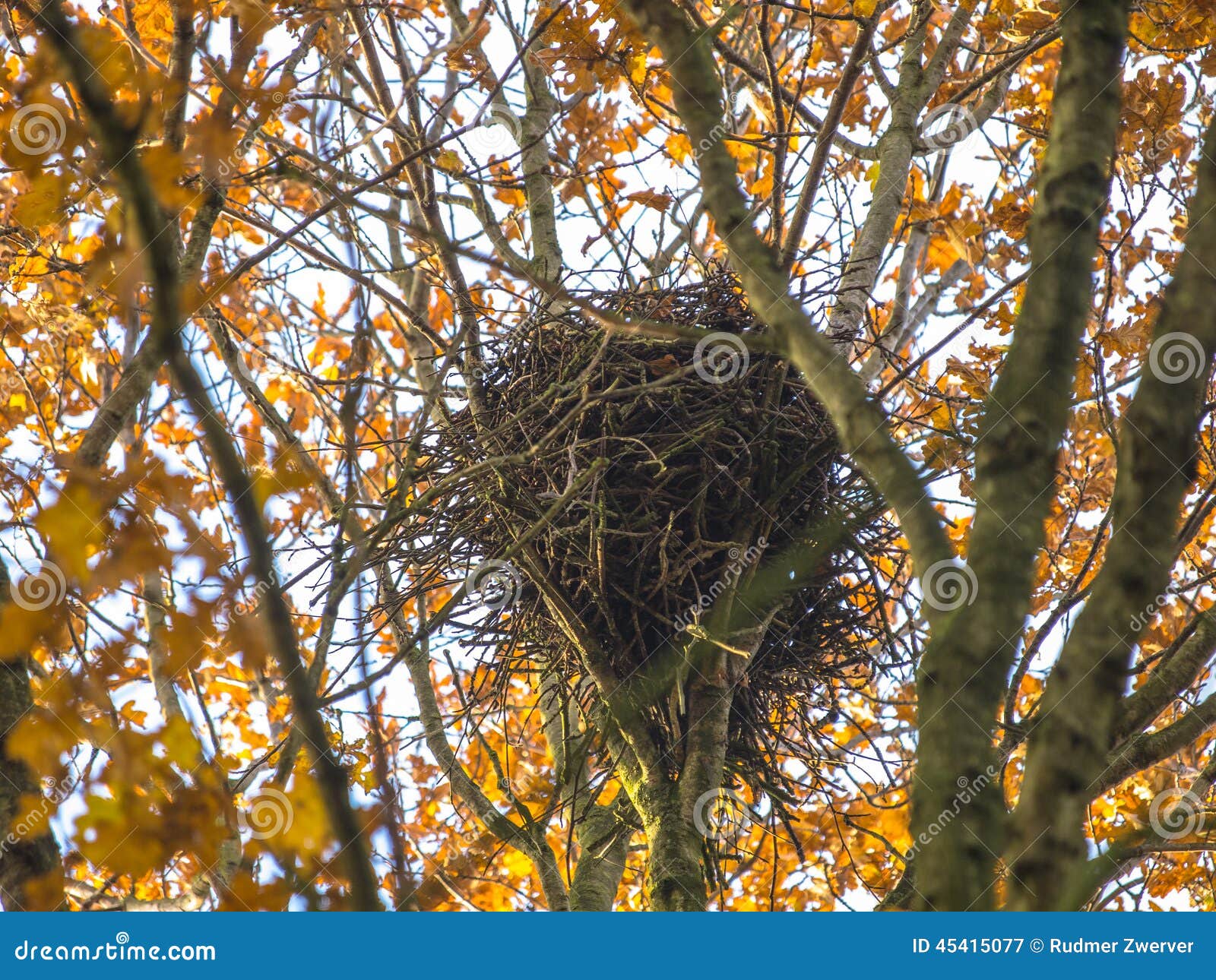 Crow Nest in the Top of a Tree in Autumn Stock Image - Image of nest, fall: 45415077