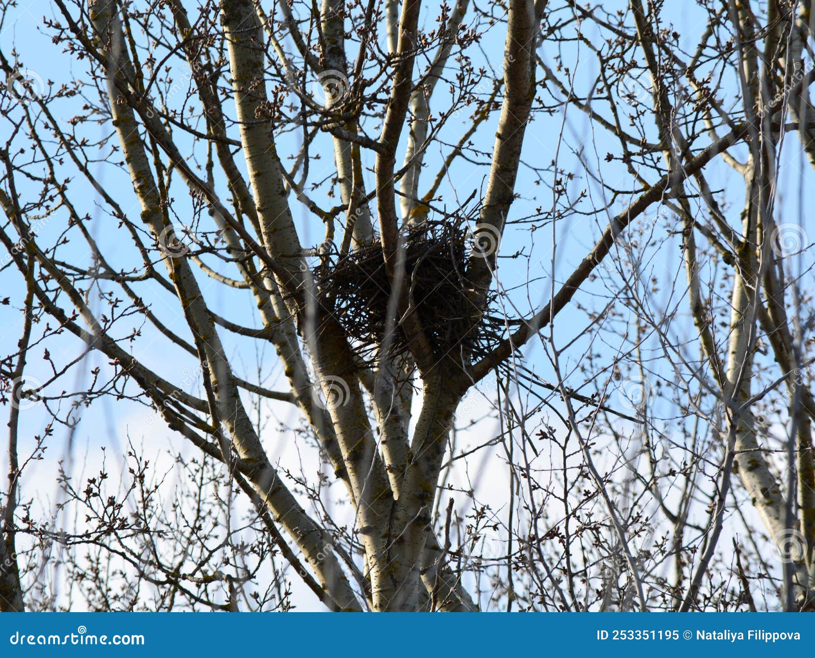 Crow Nest In A Tree Royalty-Free Stock Photography | CartoonDealer.com ...
