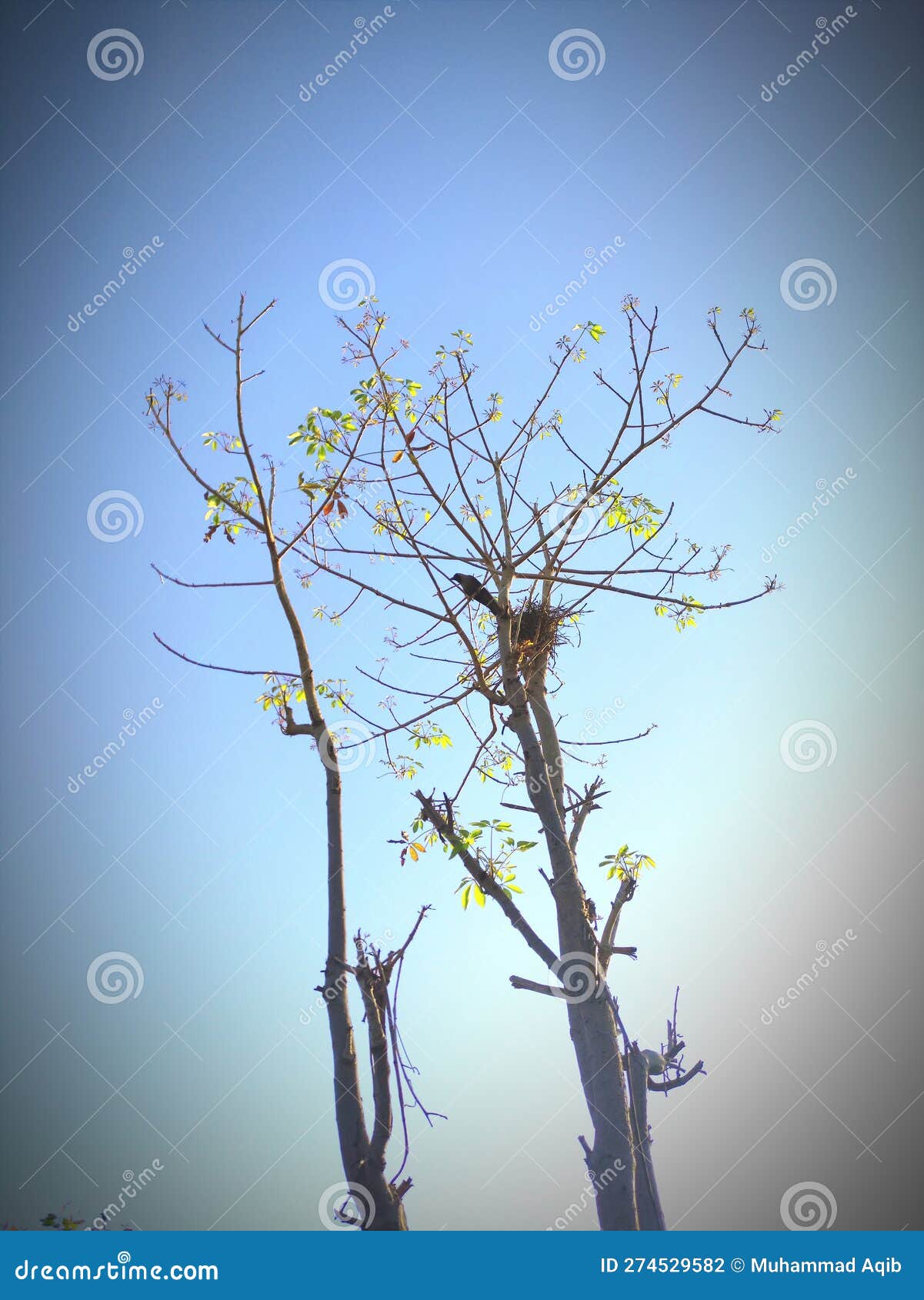 Crow nest up on the tree stock photo. Image of tree - 274529582