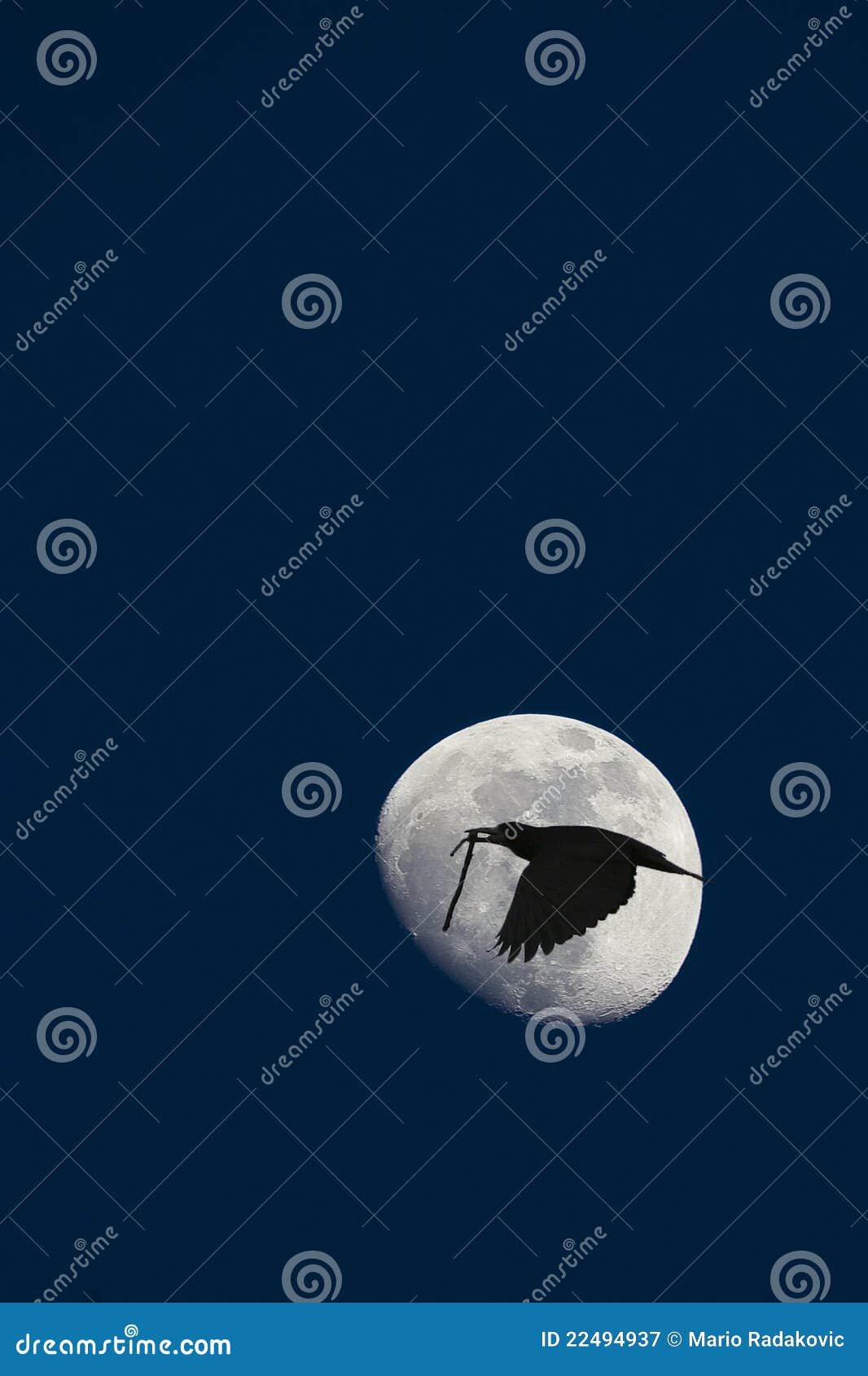 Crow in the night flight stock image. Image of night - 22494937