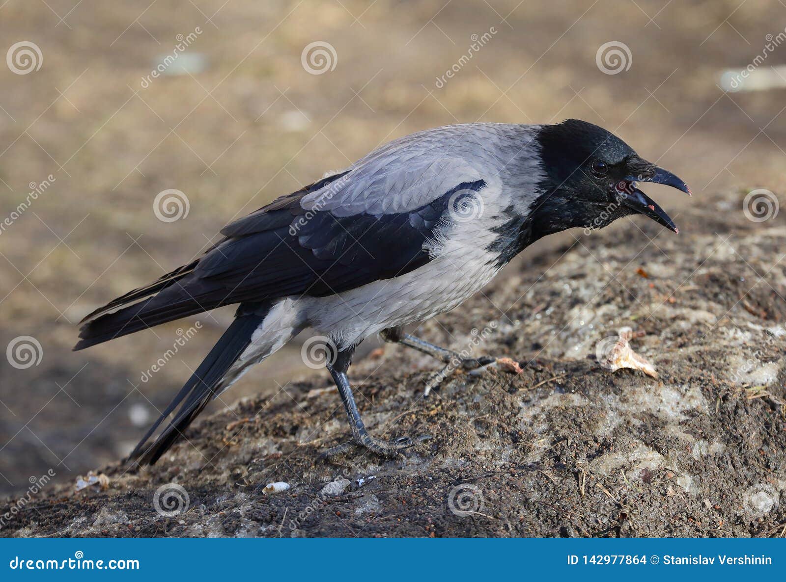 Crow with an Open Beak on the Ground Stock Photo - Image of outdoor ...