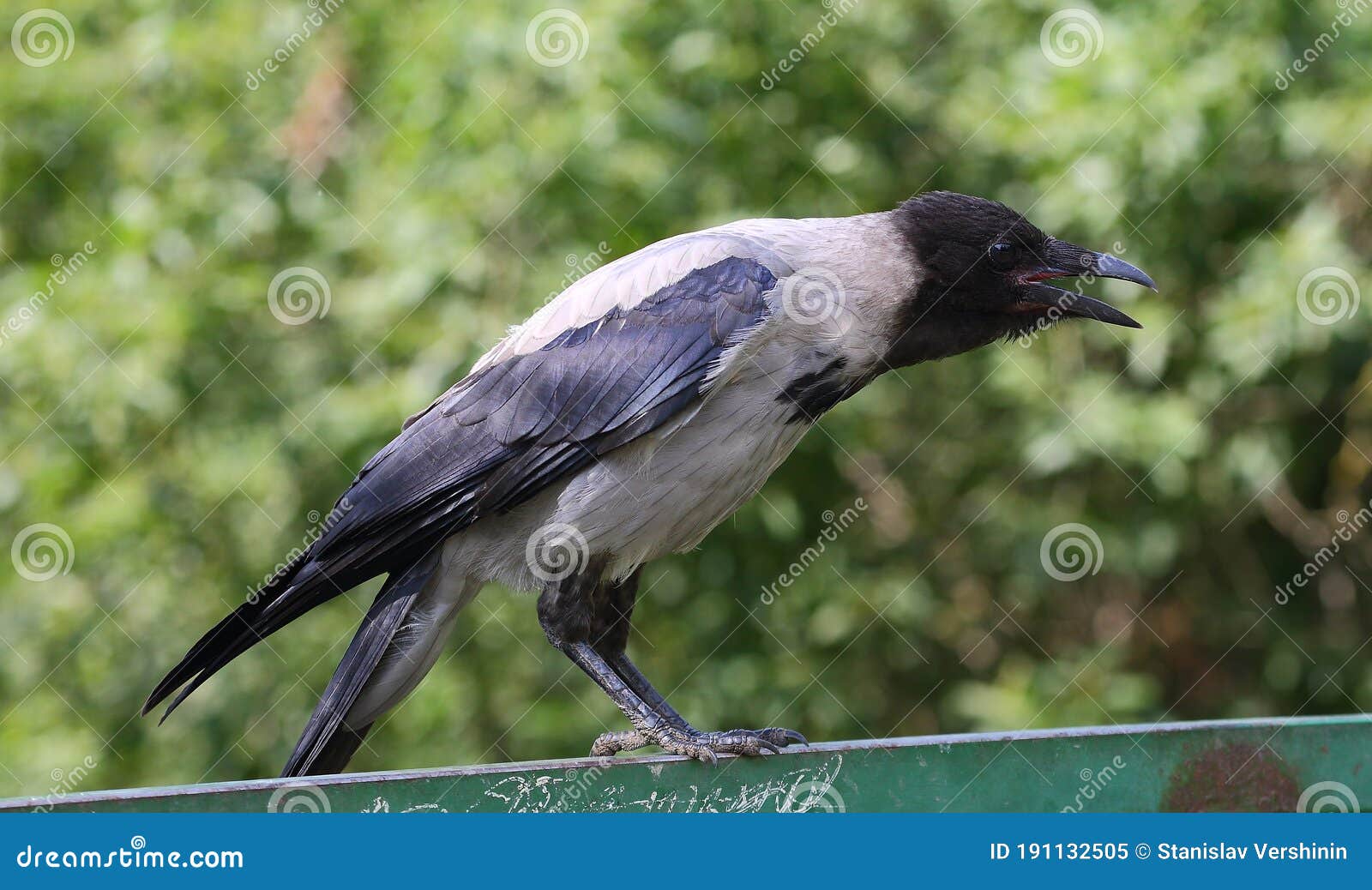 Crow with an Open Beak Sits on a Green Railing Stock Image - Image of ...