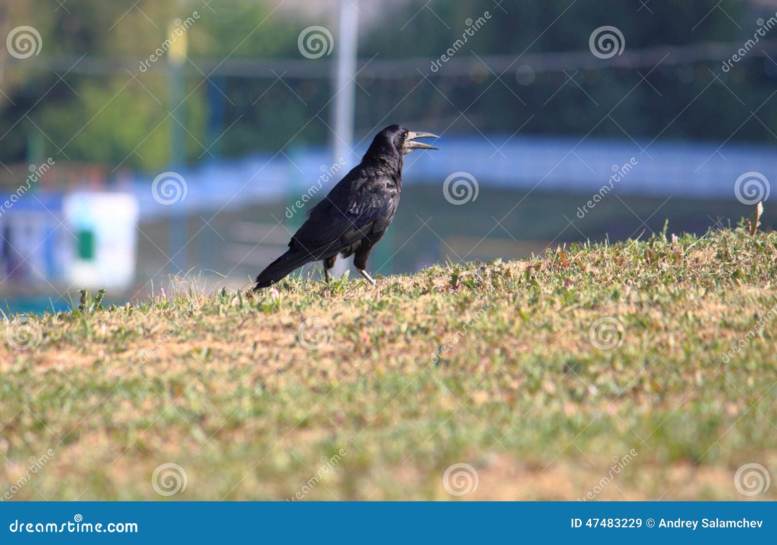 Crow with Open Beak Walk on Meadow Stock Image - Image of cornix ...