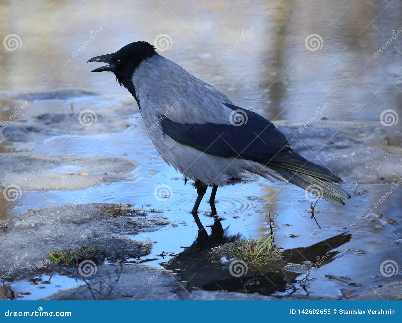 Crow with an Open Beak is in the Water Stock Image - Image of wild ...