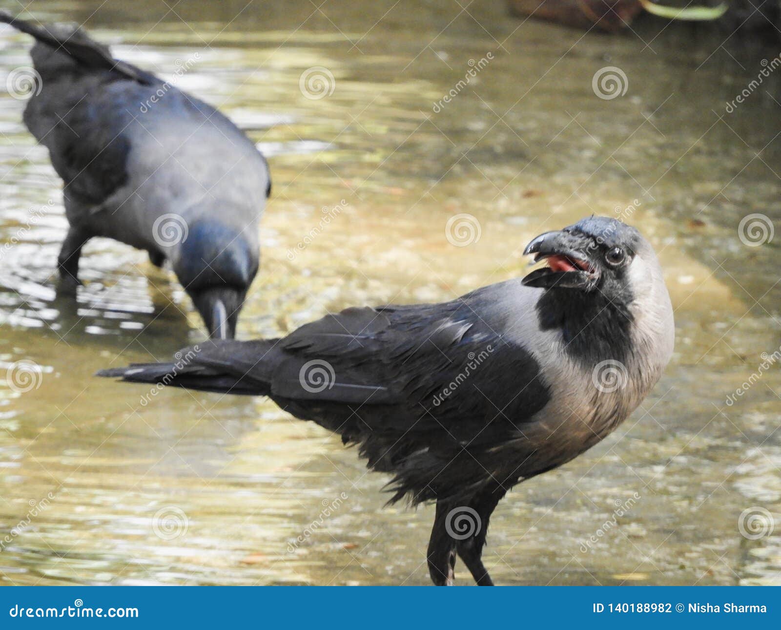 104 Crow Open Mouth Photos - Free & Royalty-Free Stock Photos from ...