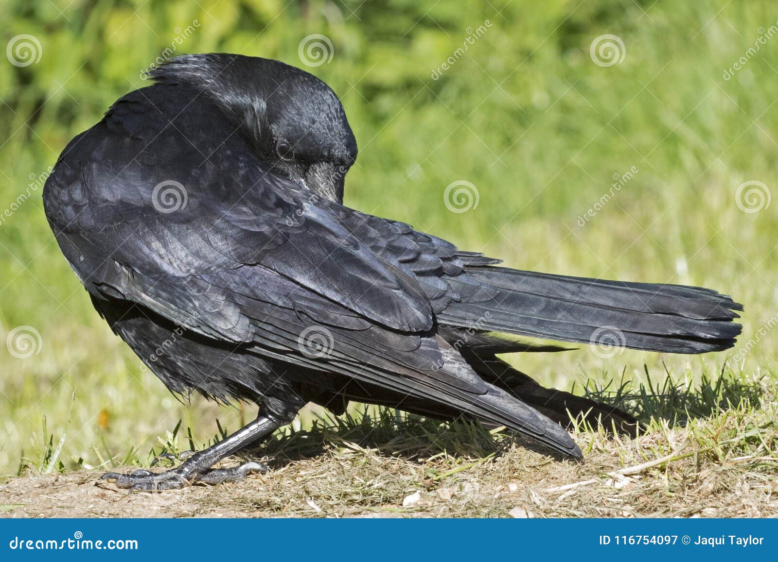 A crow stock image. Image of feathers, crow, southampton - 116754097