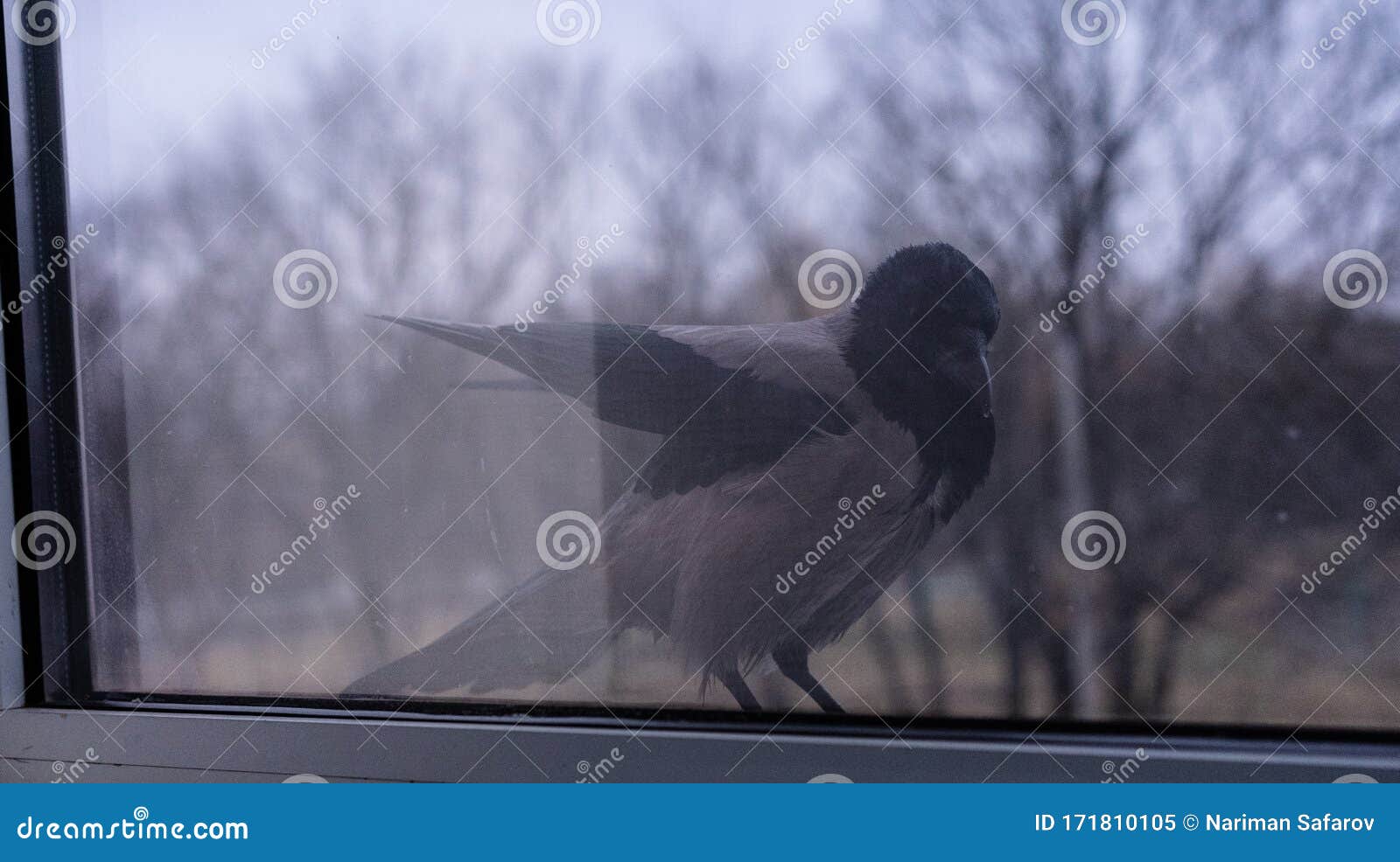 Windowcrow Stock Photos - Free & Royalty-Free Stock Photos from Dreamstime