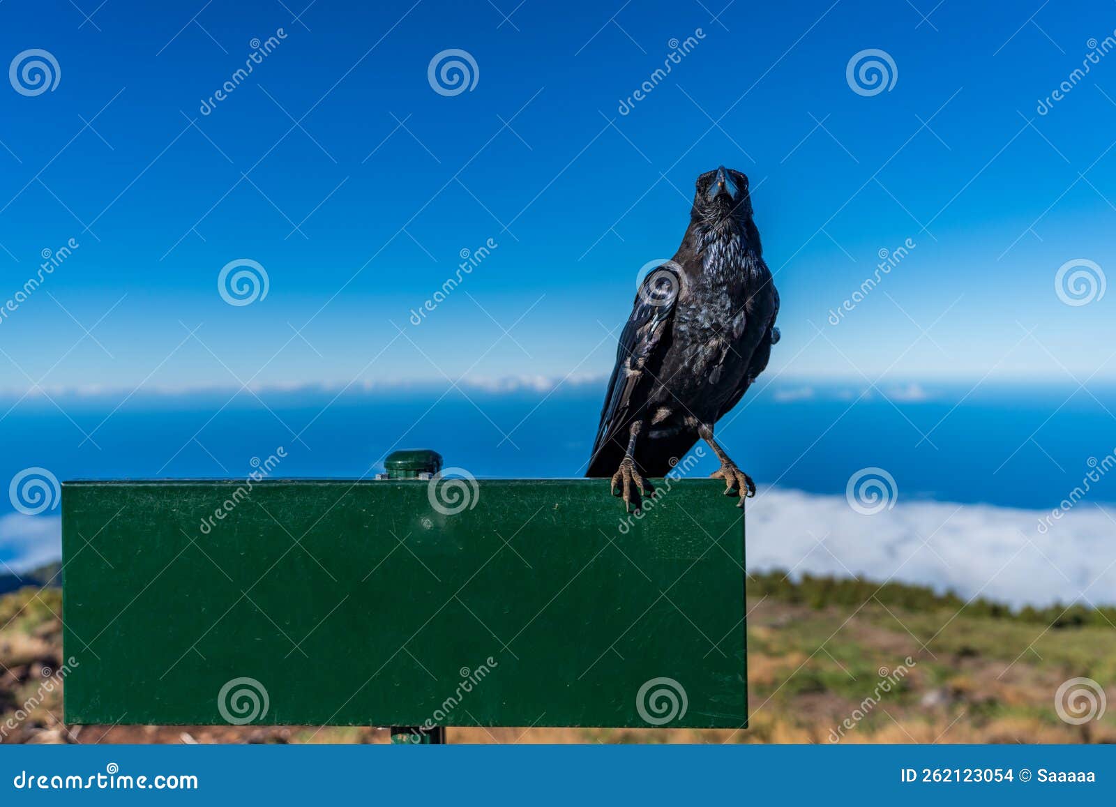 Crow Over the Empty Sign Looking at the Camera Stock Photo - Image of ...