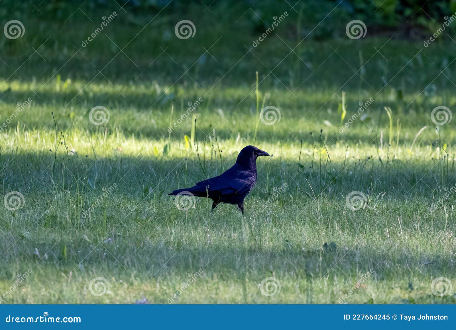 Crow in a Overgrown Lawn in Summer Stock Image - Image of wildlife ...