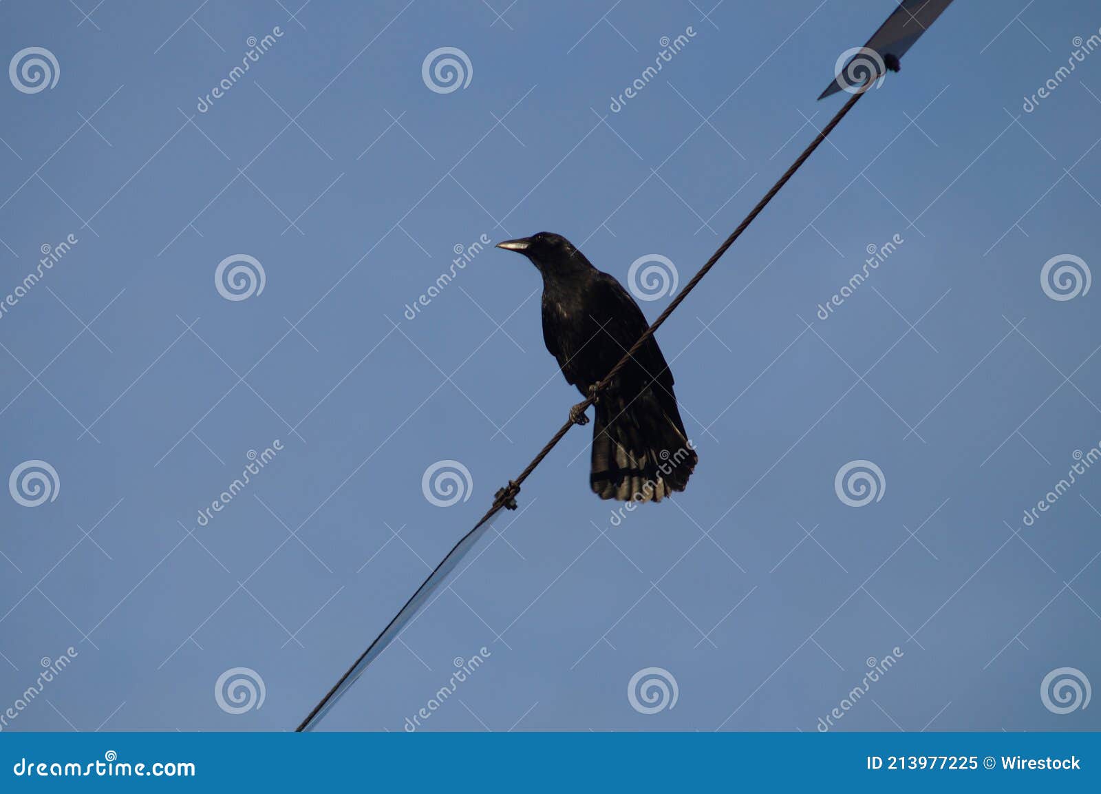 A crow on an overhead line stock image. Image of biodiversity - 213977225