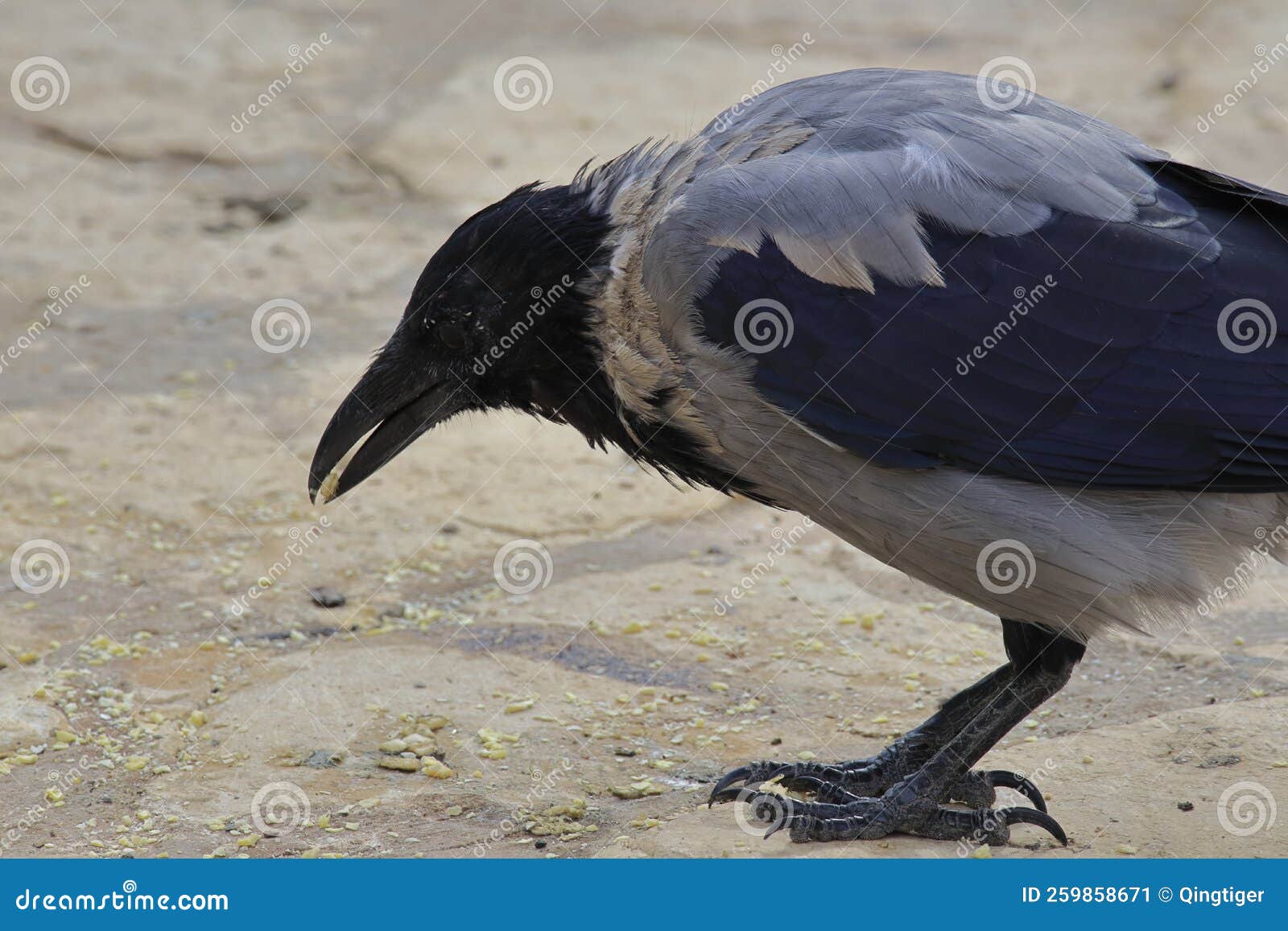 Crow in the Park. Birdwatching Stock Image - Image of crows, crow ...