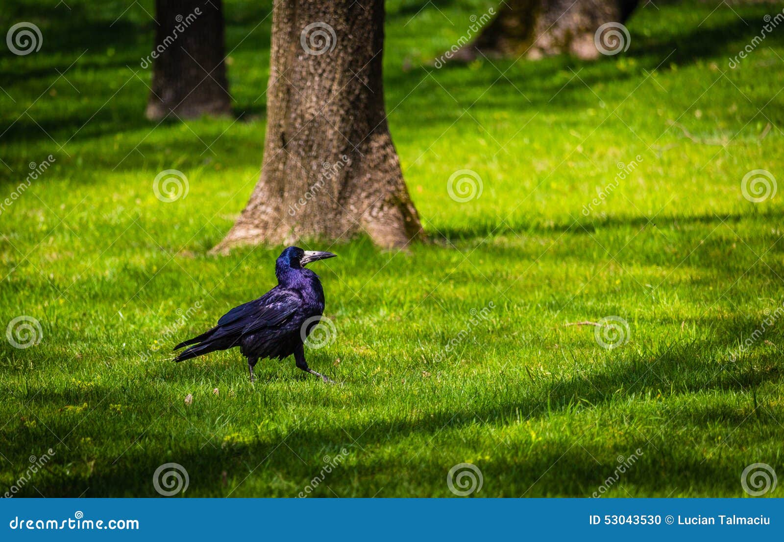 Crow in park stock photo. Image of like, patrolling, green - 53043530
