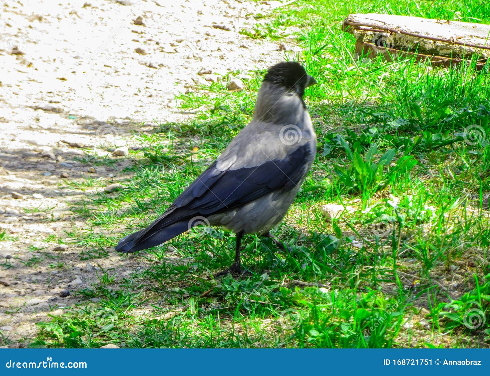 Crow in Park on Grass Black Big Standing on Grass Stock Image - Image ...