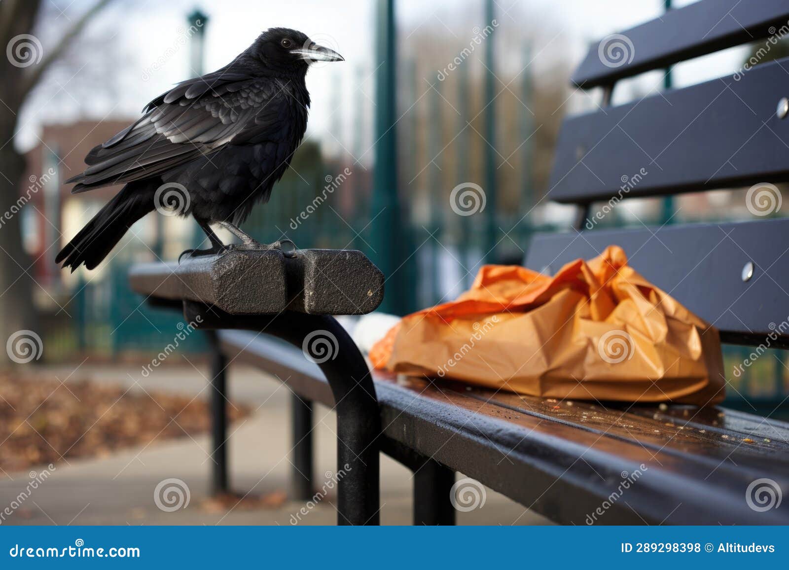 A Crow Pecking at an Open Bag of Chips Left on a Park Bench Stock Photo ...