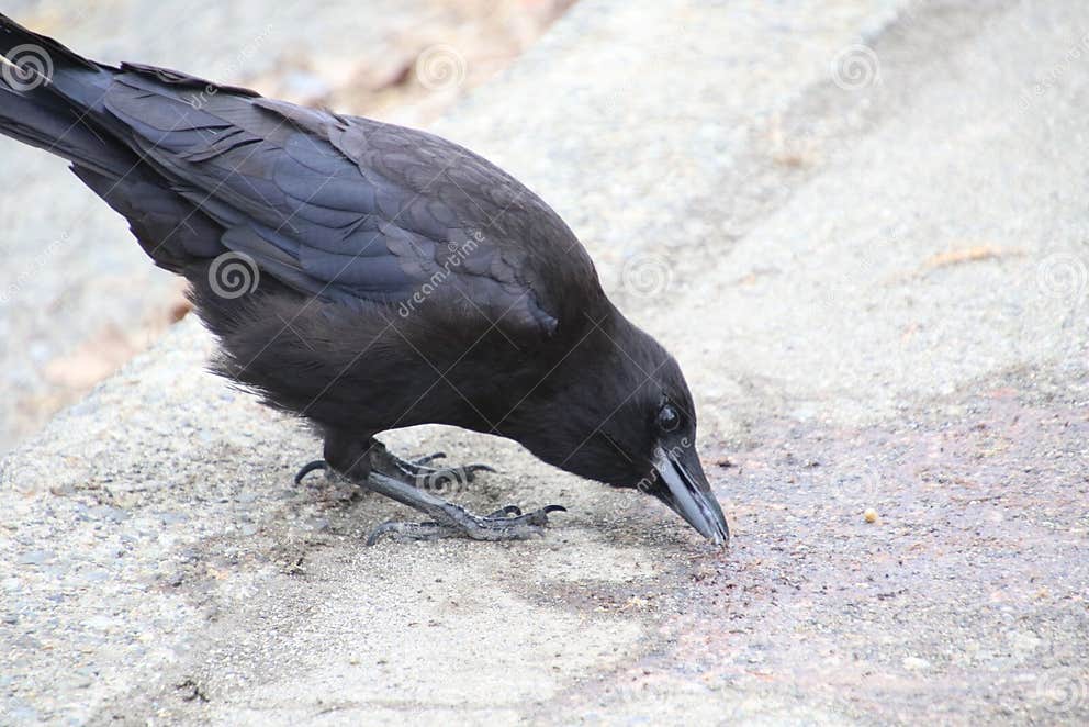 A Crow Pecking at a Wet Spot Stock Photo - Image of spot, beak: 148630794