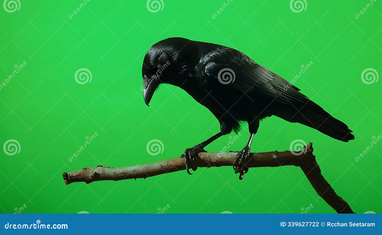 A Crow Perched on a Branch with a Green Chroma Screen Background, Ready ...