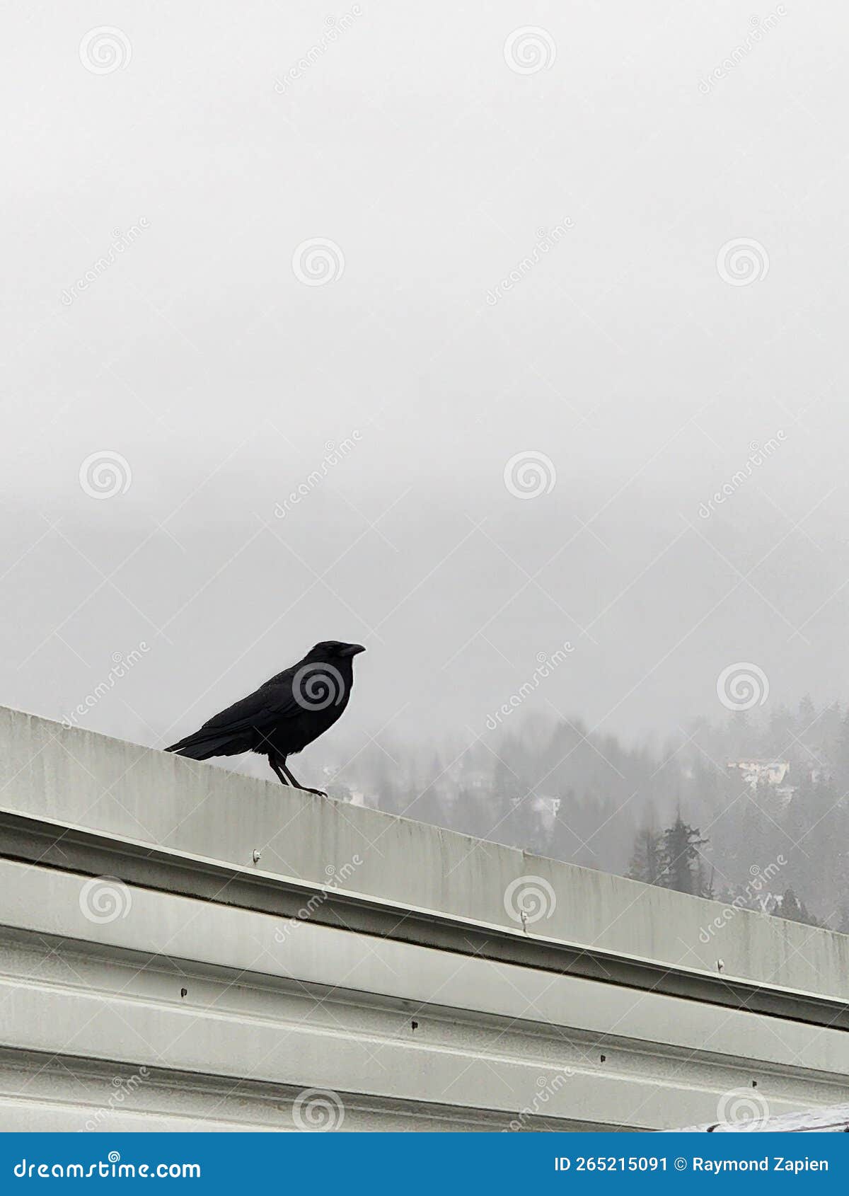 Crow Perched on Cement Rail with Foggy Trees in Distance Stock Image ...
