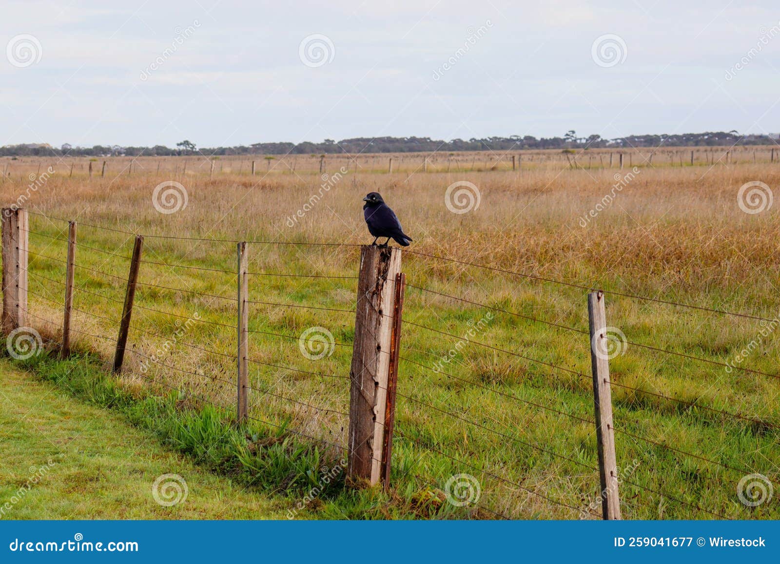 Crow Perched on a Fence in a Field Stock Image - Image of crow, hill ...