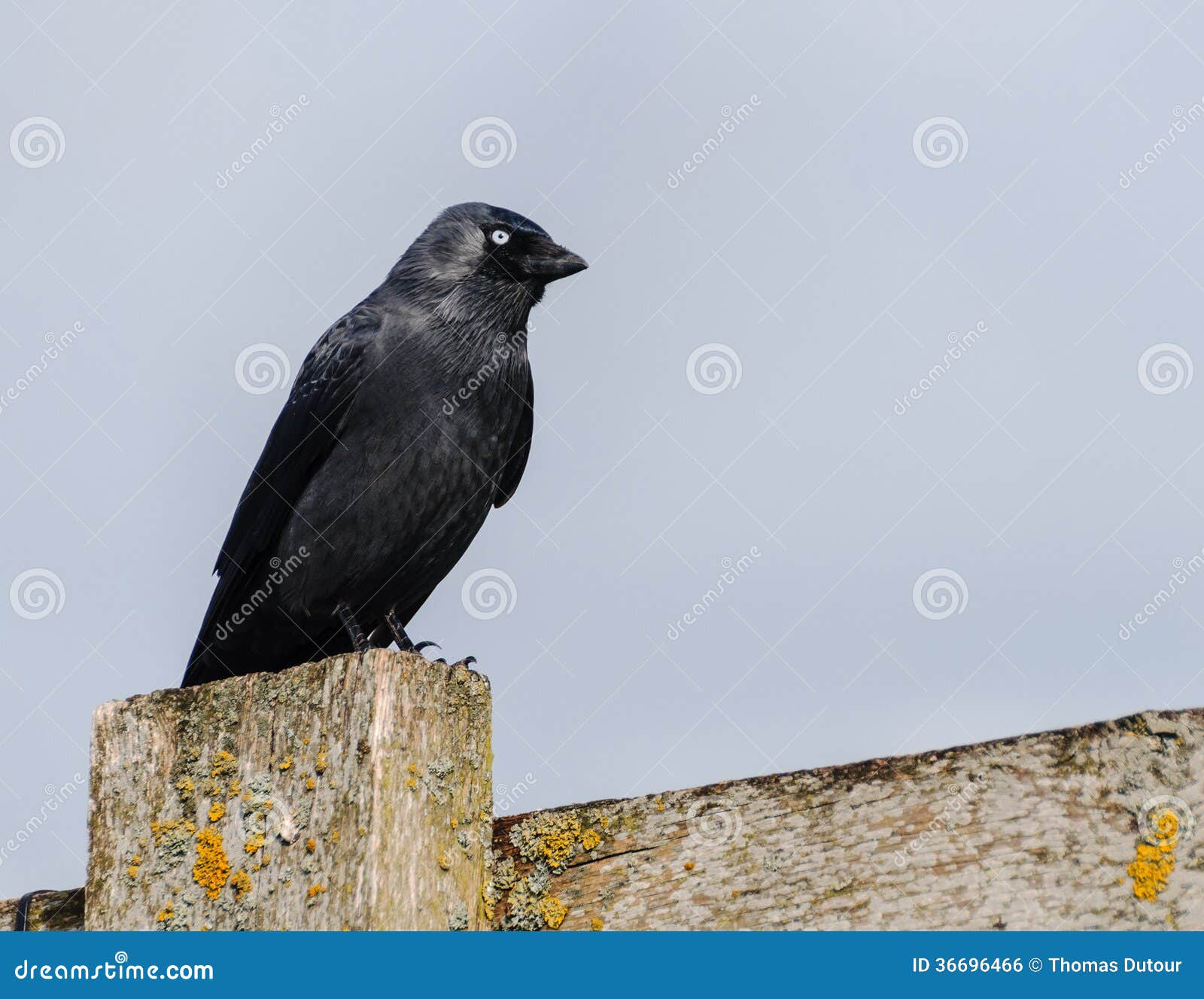 Crow perched on a fence stock photo. Image of profile - 36696466
