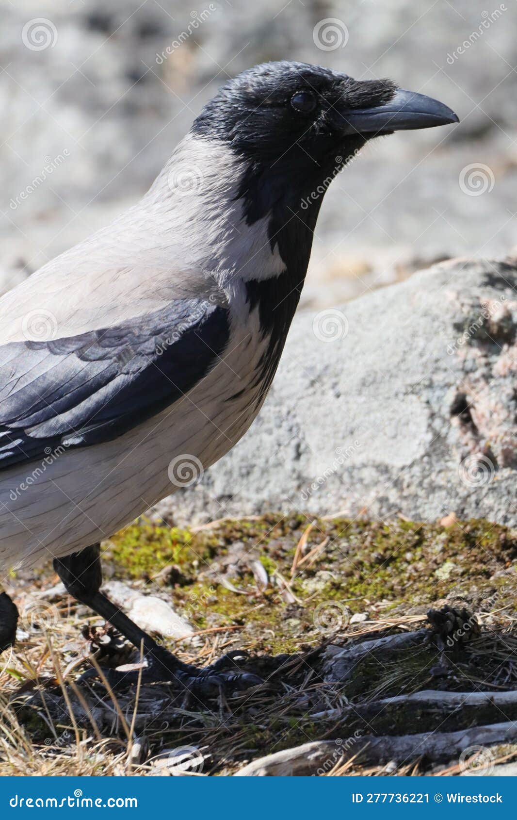 Crow Perched in a Grassy Field Amongst a Cluster of Rocks and Patches ...
