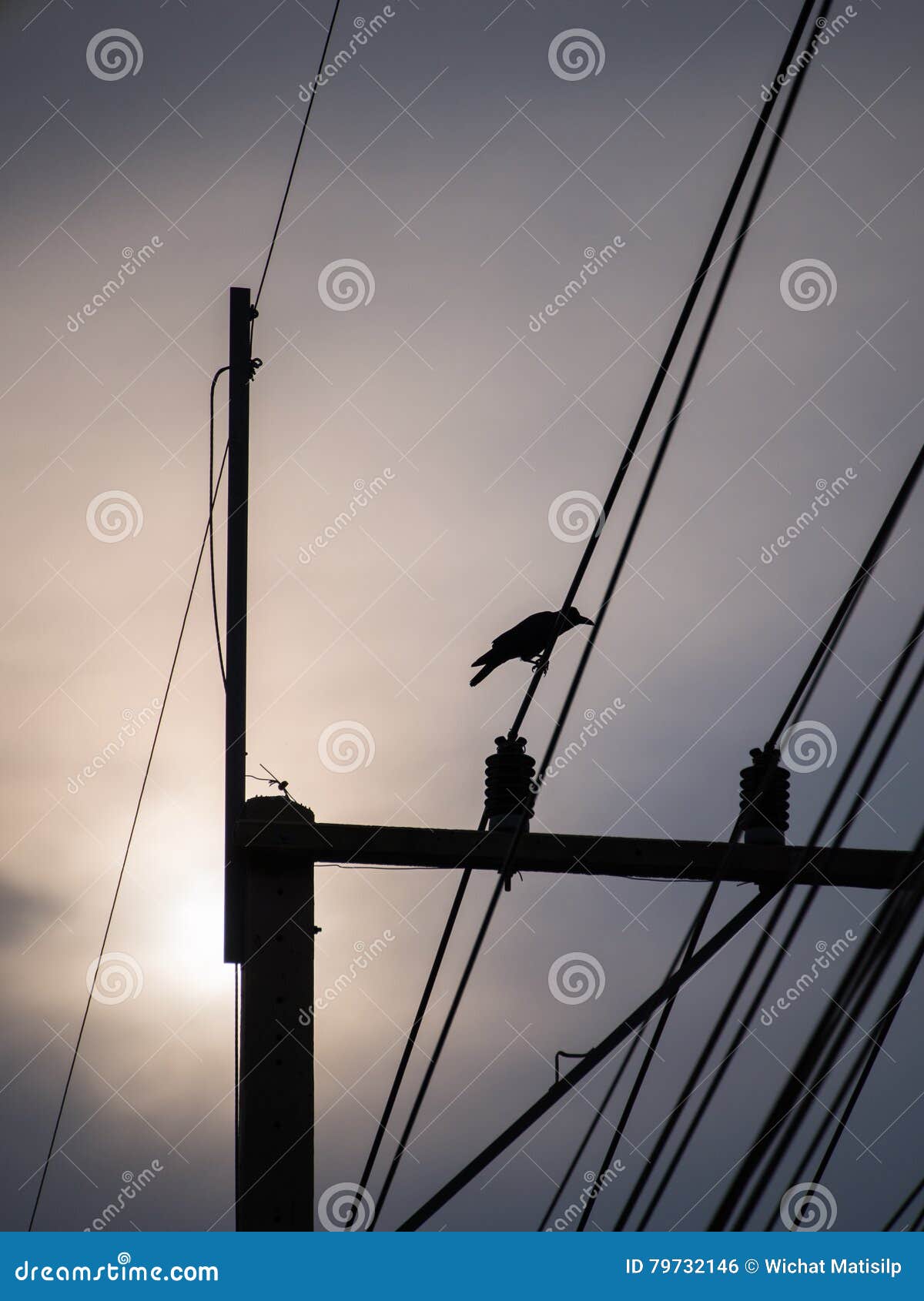 Crow Perched on High Voltage Stock Photo - Image of dark, glide: 79732146