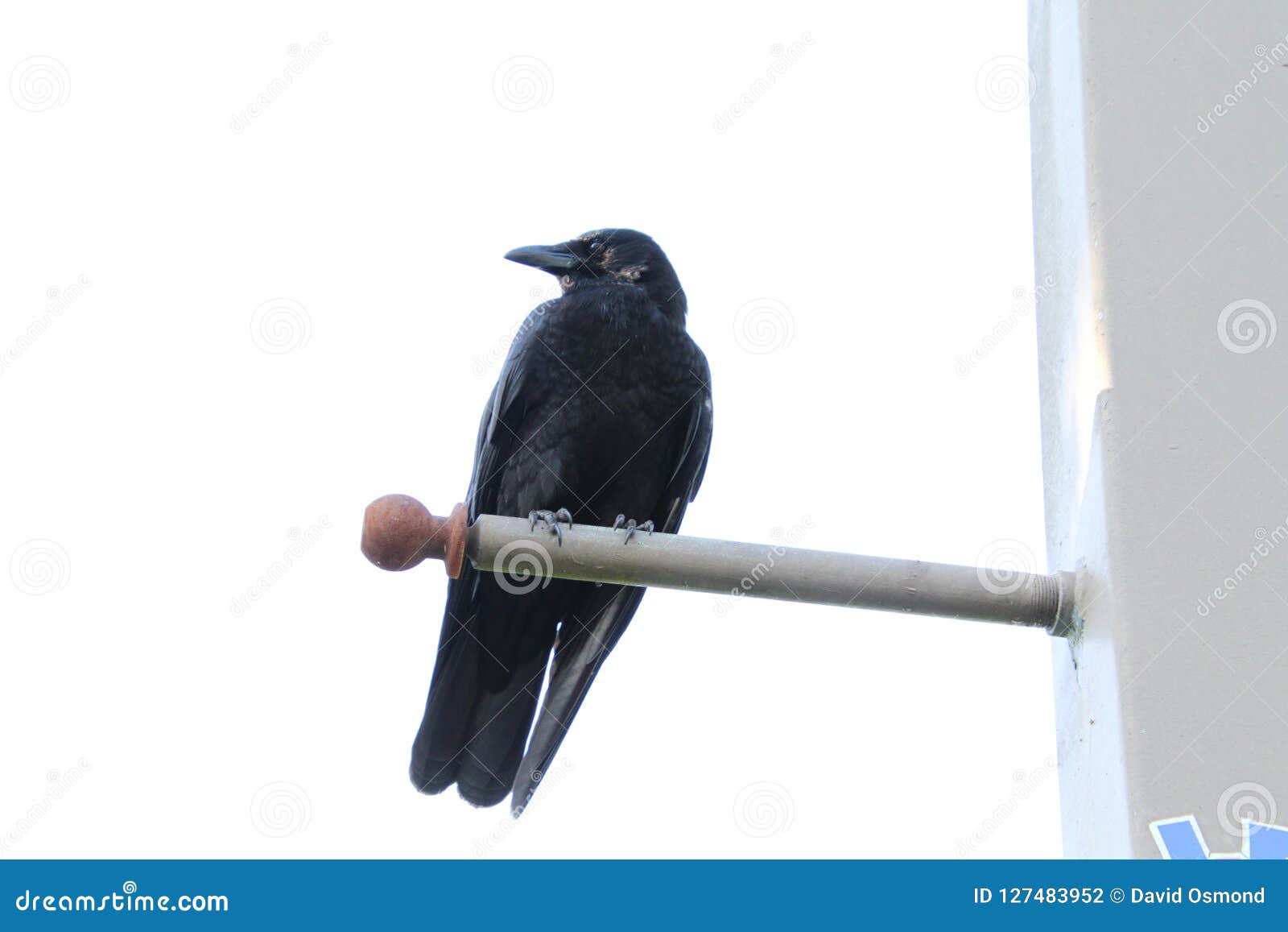 A Crow Perched on Horizontal Like Pole Stock Photo - Image of crow ...