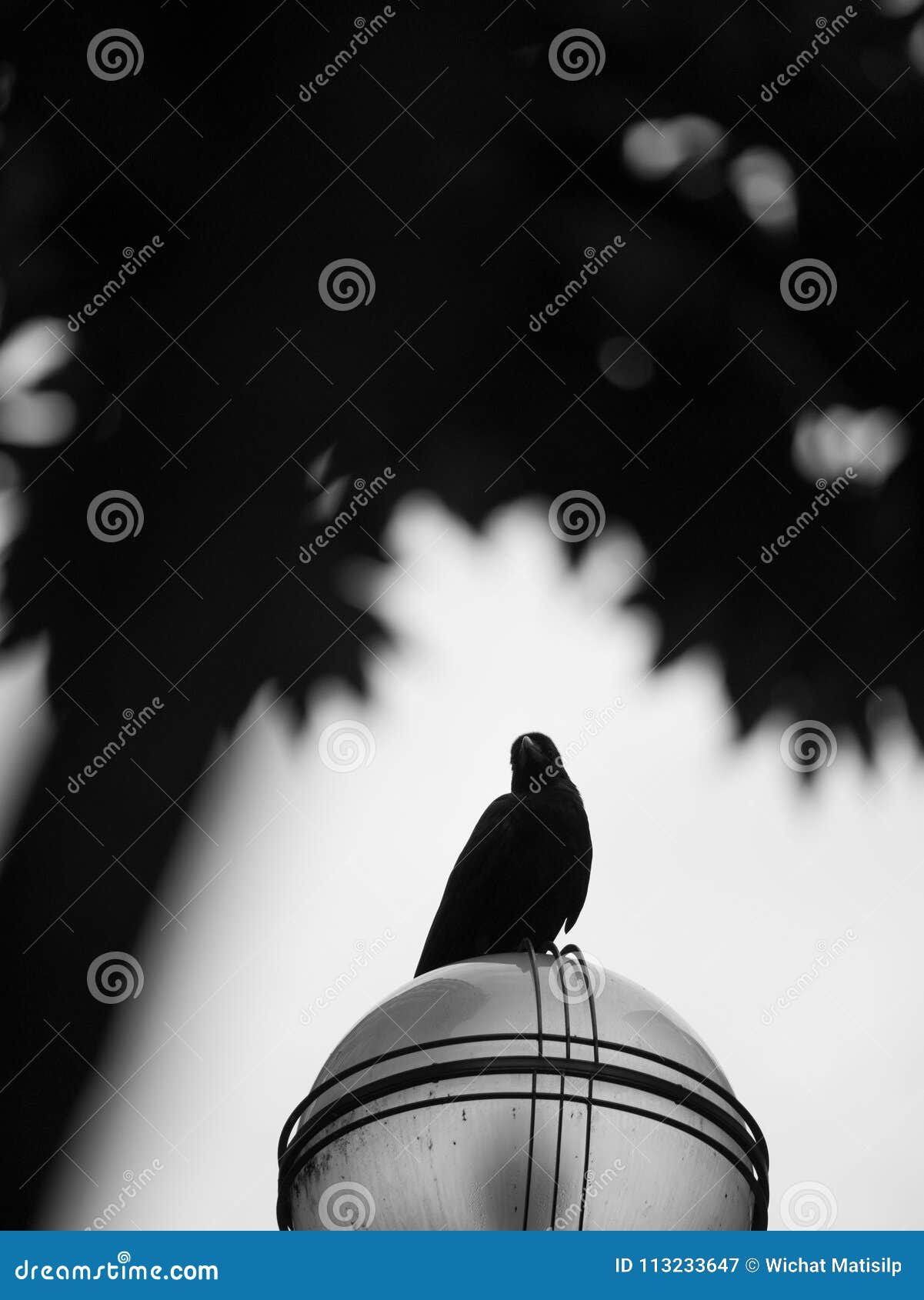 The Crow Perched on a Lamp Post Stock Image - Image of background, crow ...