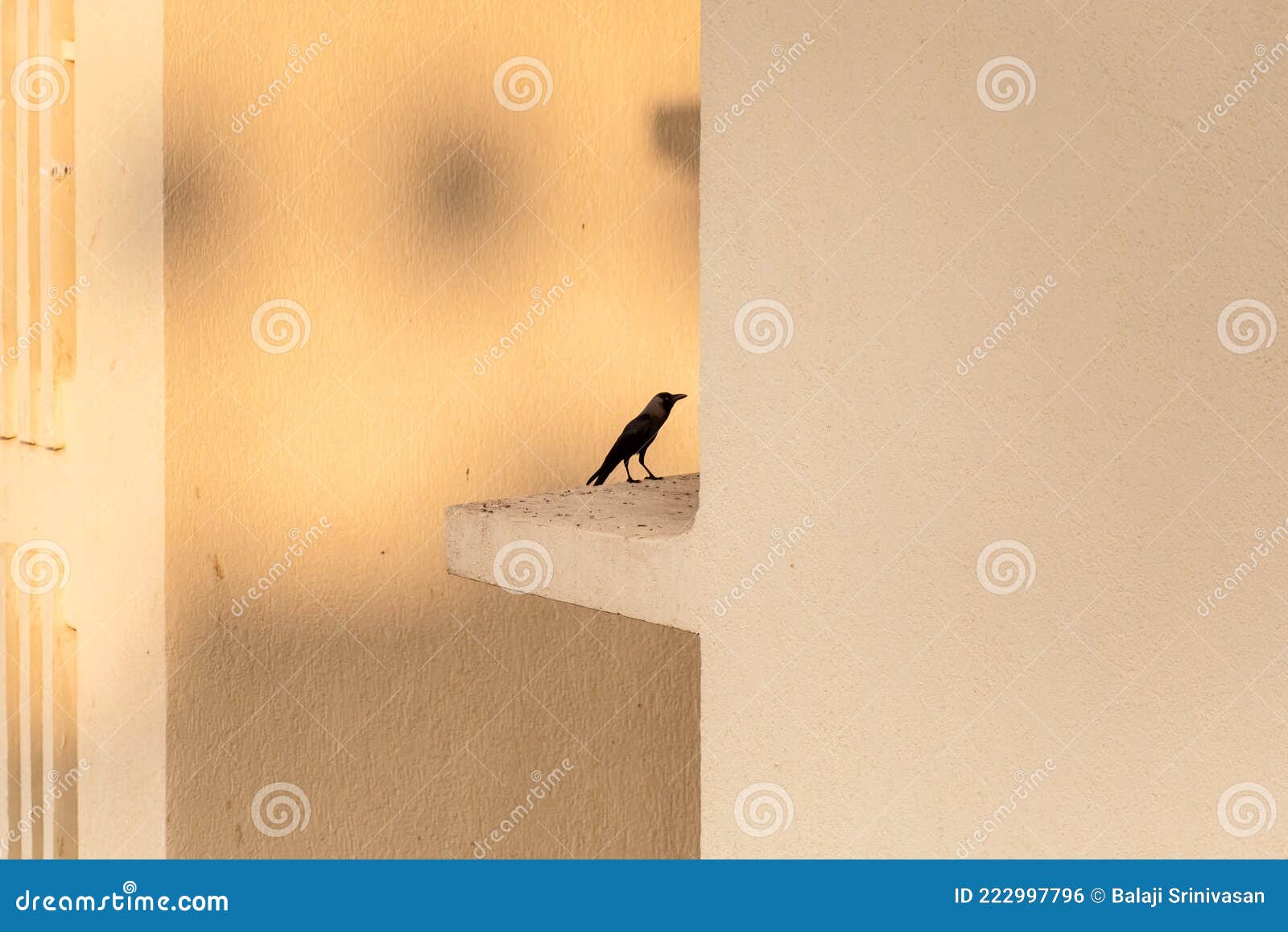 A Crow Perched on a Ledge of a Building Stock Photo - Image of ...