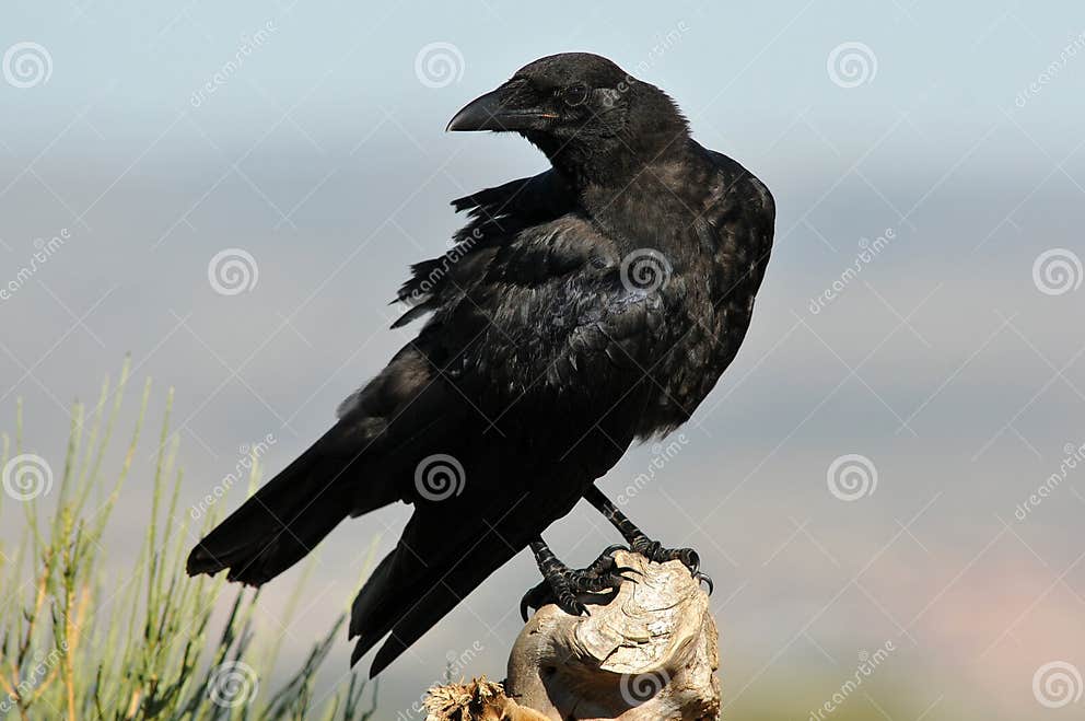 Crow perched stock photo. Image of hides, fighting, dispute - 47332154