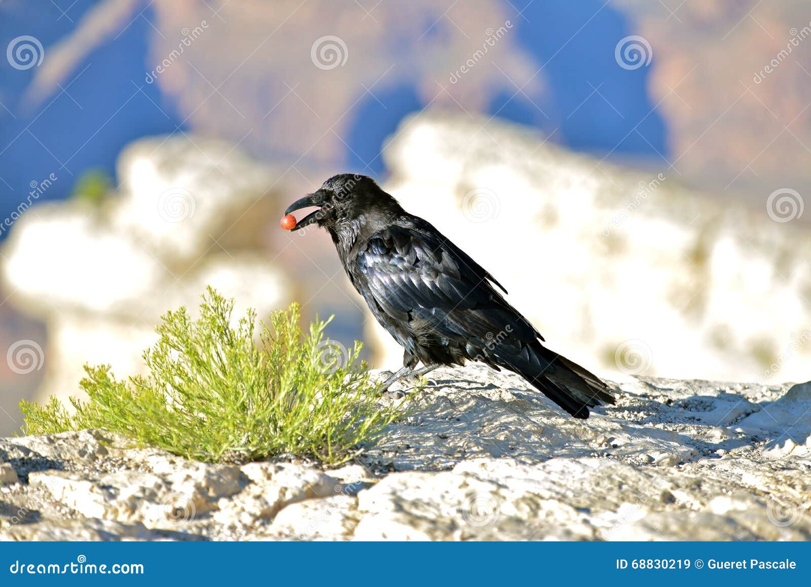 Crow stock image. Image of bead, beauty, black, indian - 68830219
