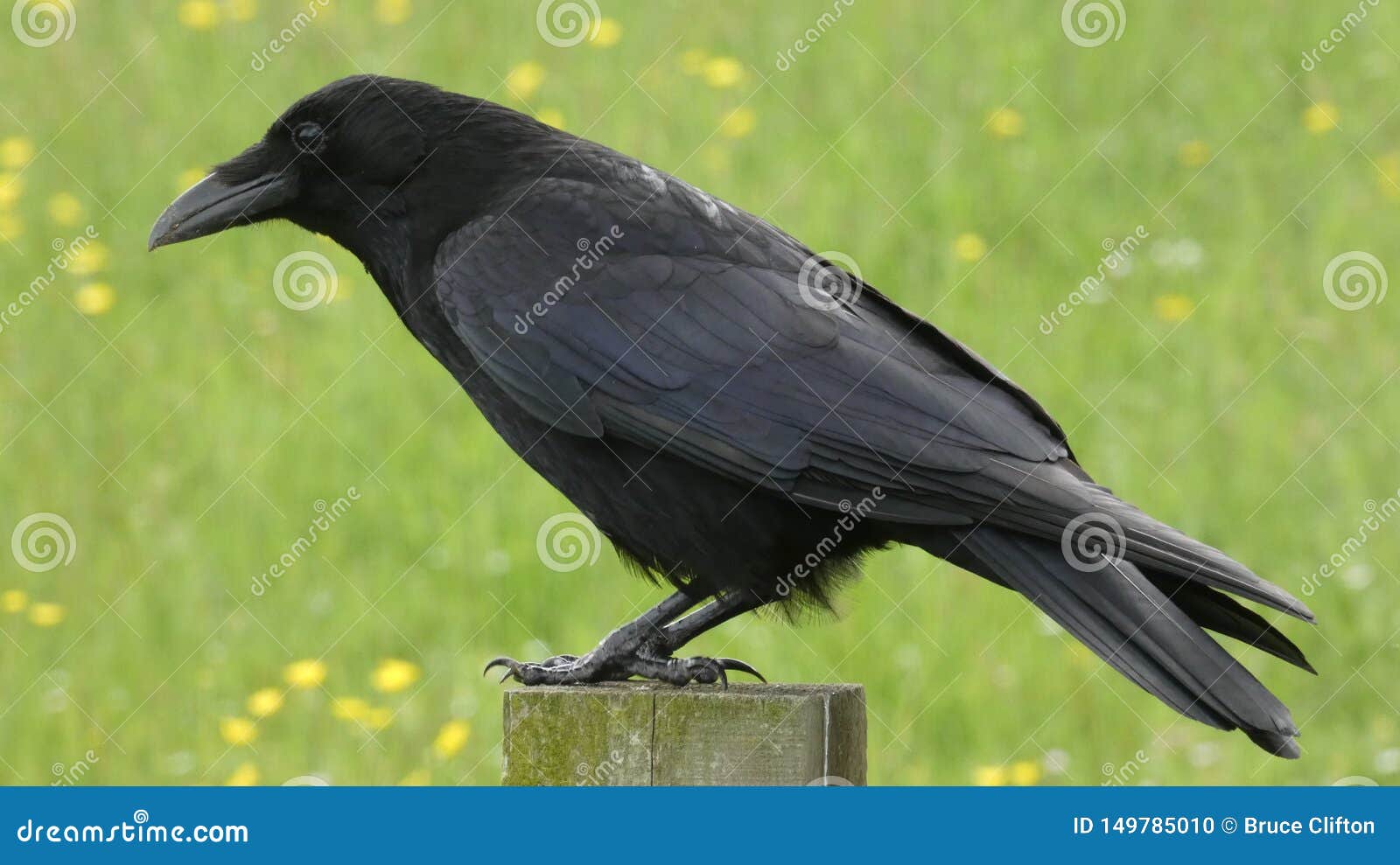 Crow Perched on a Post in Sunshine 2 Stock Photo - Image of meadow ...