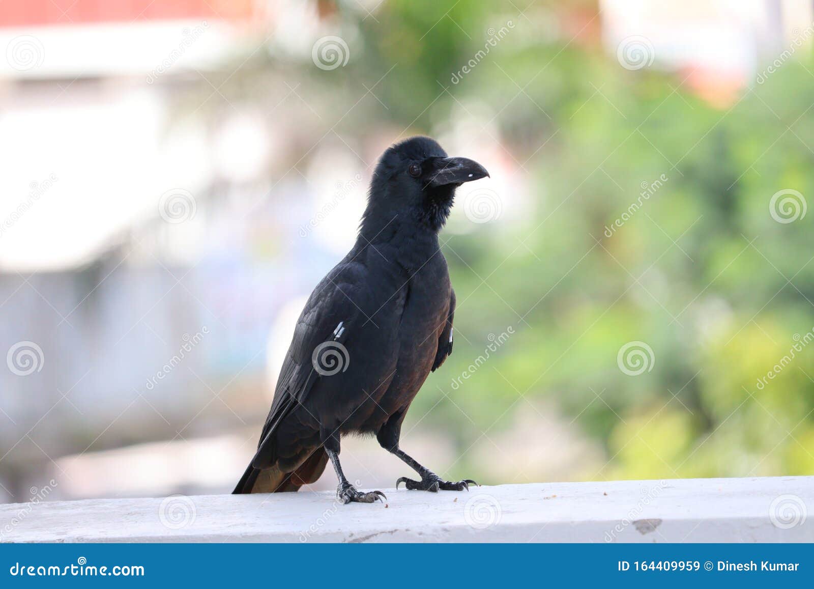 Crow Perched on a Post in Sunshine Stock Image - Image of corvus ...
